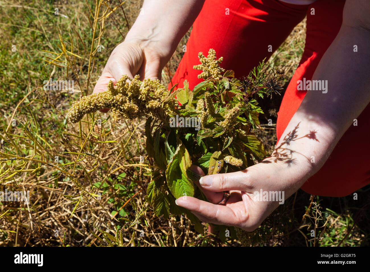 Quinoa plant hi-res stock photography and images - Alamy