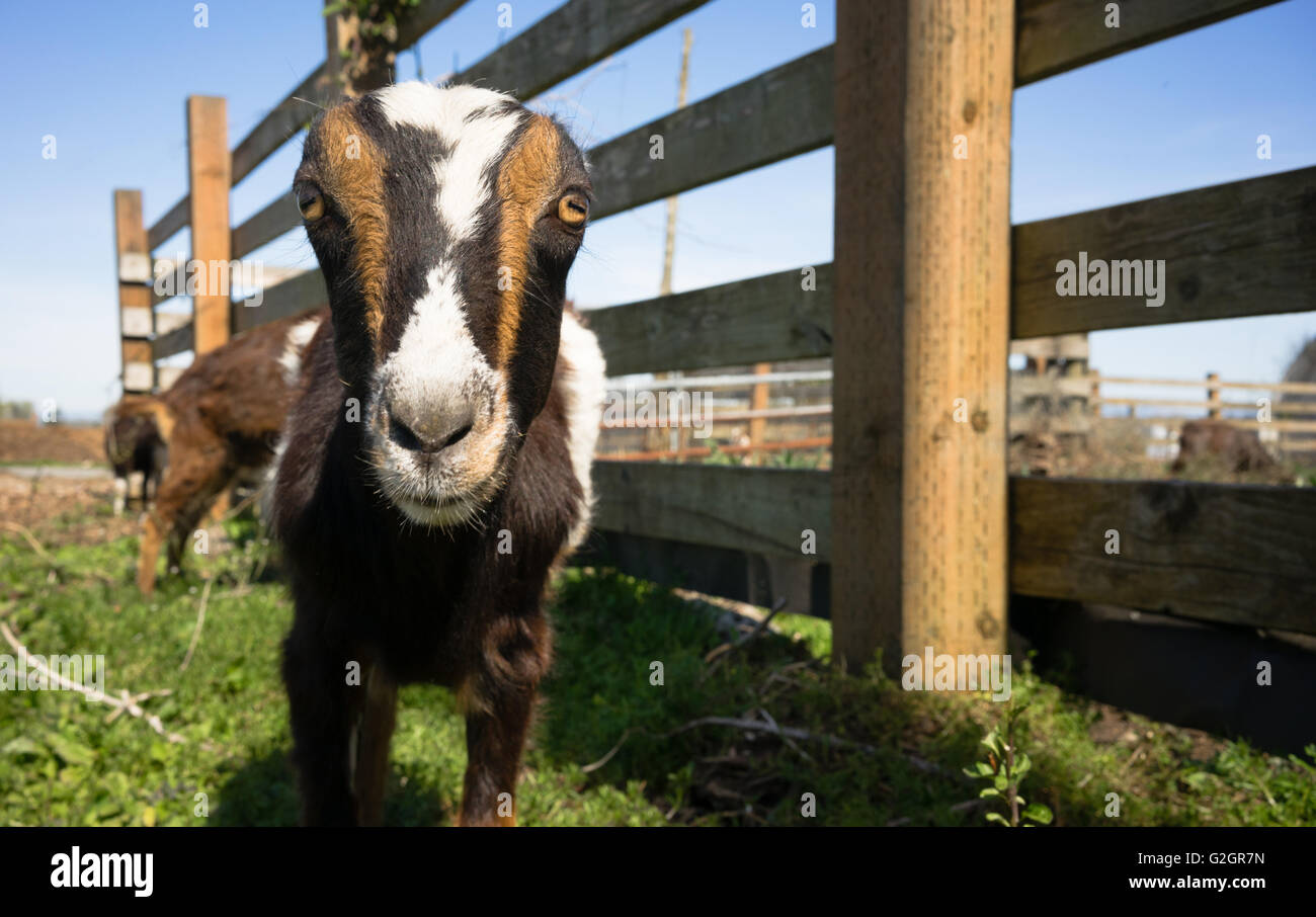 It's a Goat with no ears coming to investigate me and my gear Stock ...