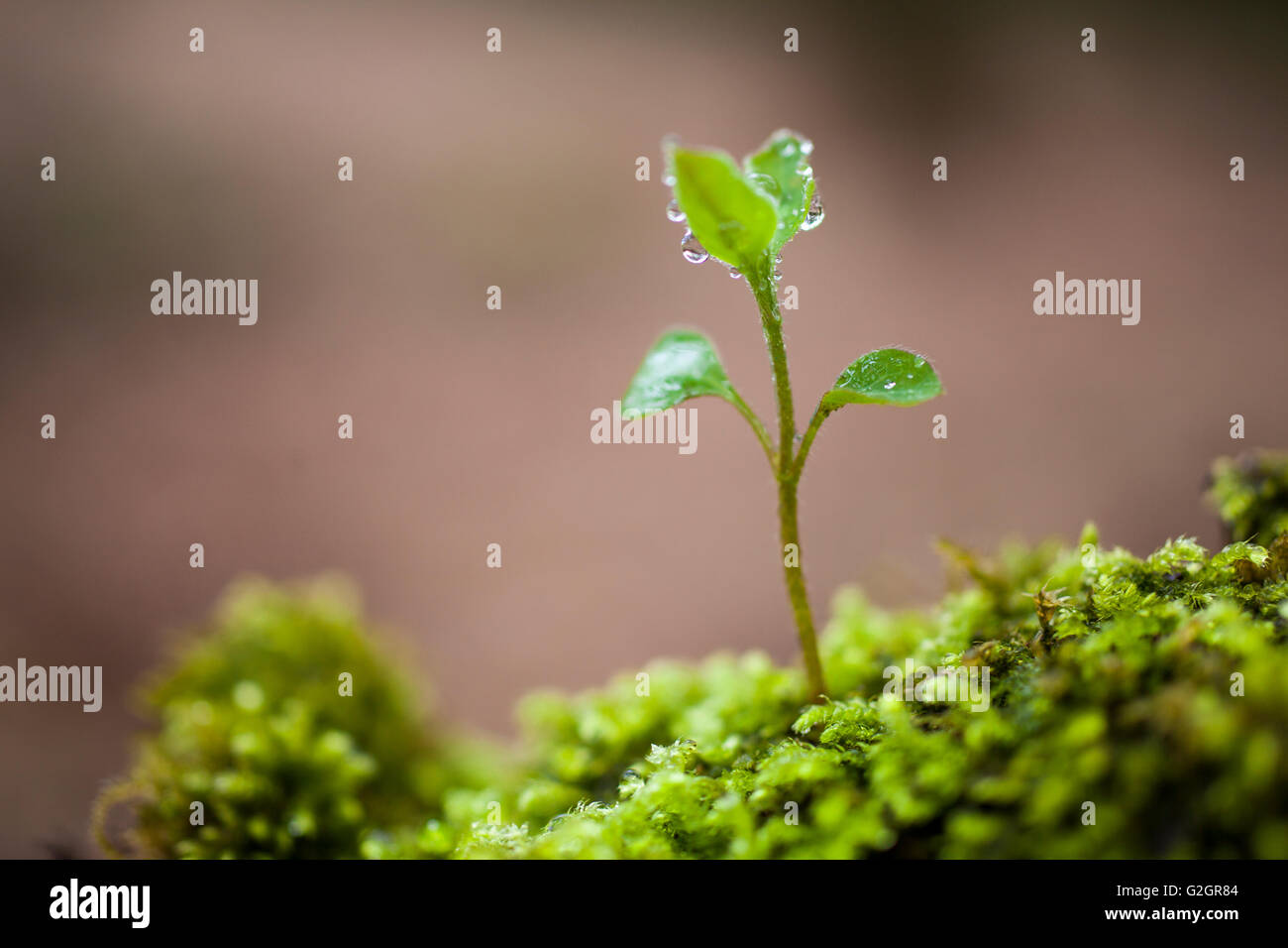 Green sprout growing Stock Photo - Alamy