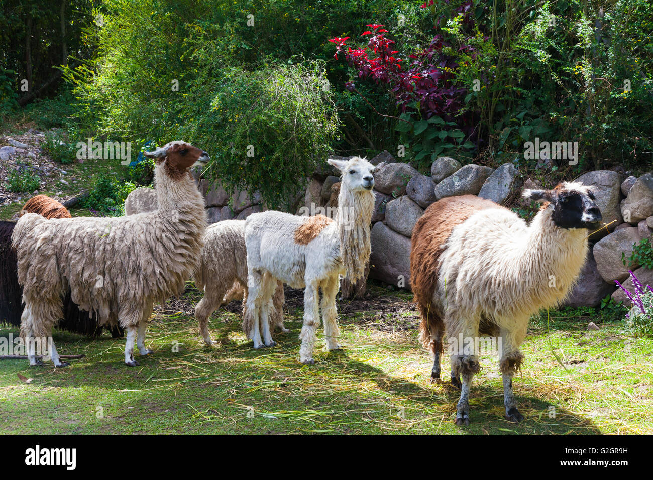 Camelid farm peru hi-res stock photography and images - Alamy