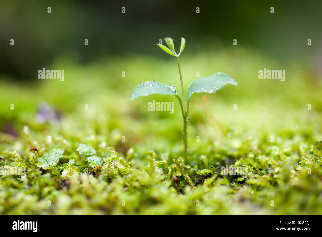 Growth sprout plant leaf hi-res stock photography and images - Alamy