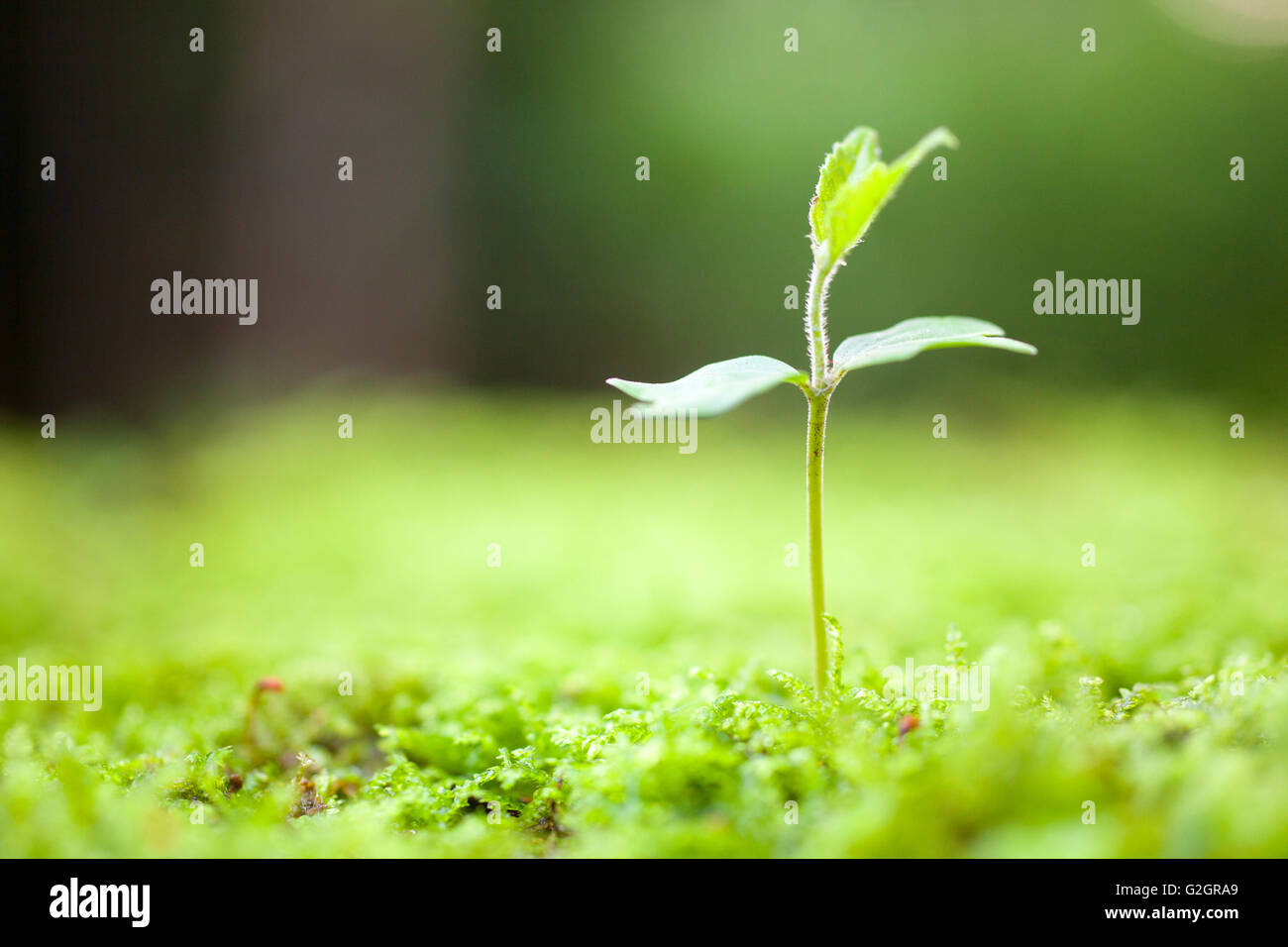 Green sprout growing Stock Photo - Alamy