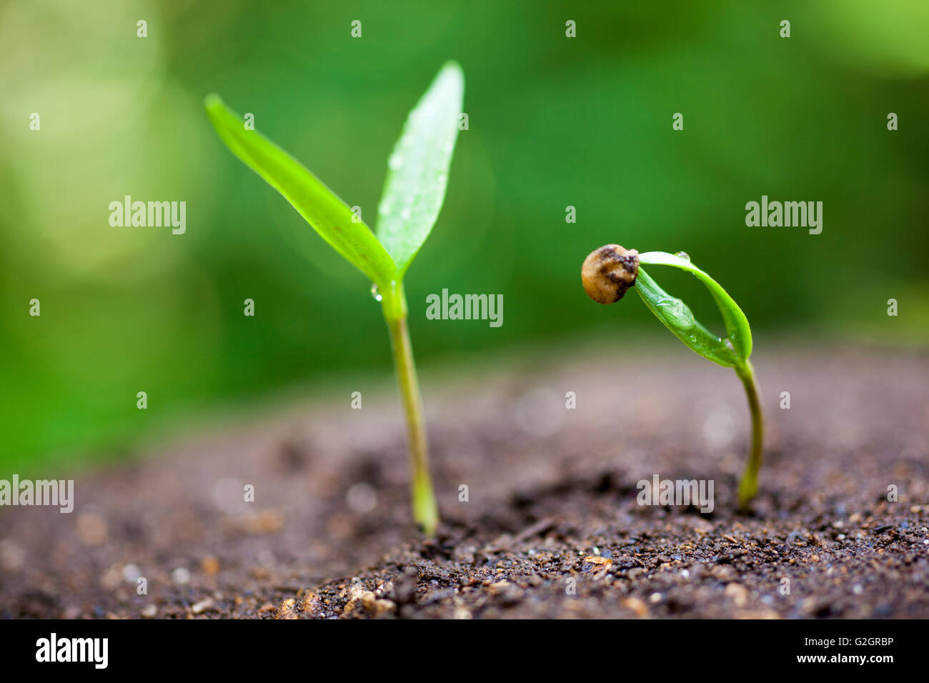Green sprout growing Stock Photo - Alamy