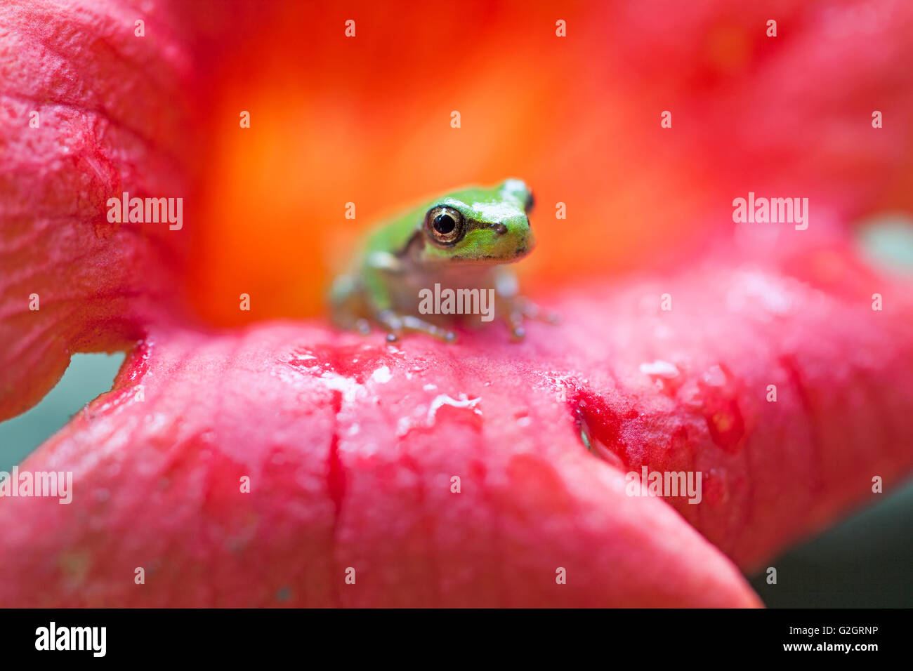 Frog hi-res stock photography and images - Alamy