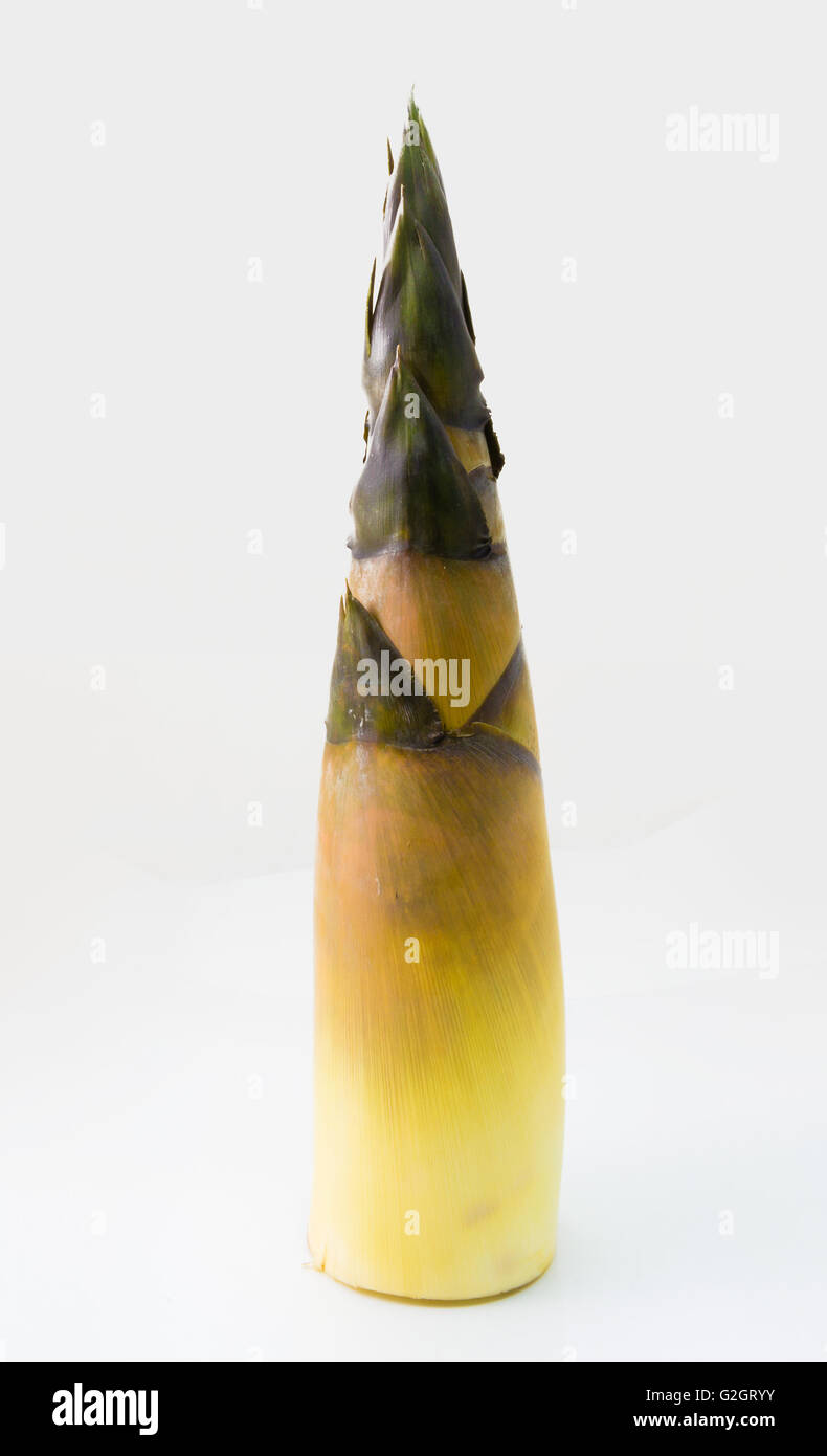 fresh edible bamboo shoot isolated on white background Stock Photo - Alamy