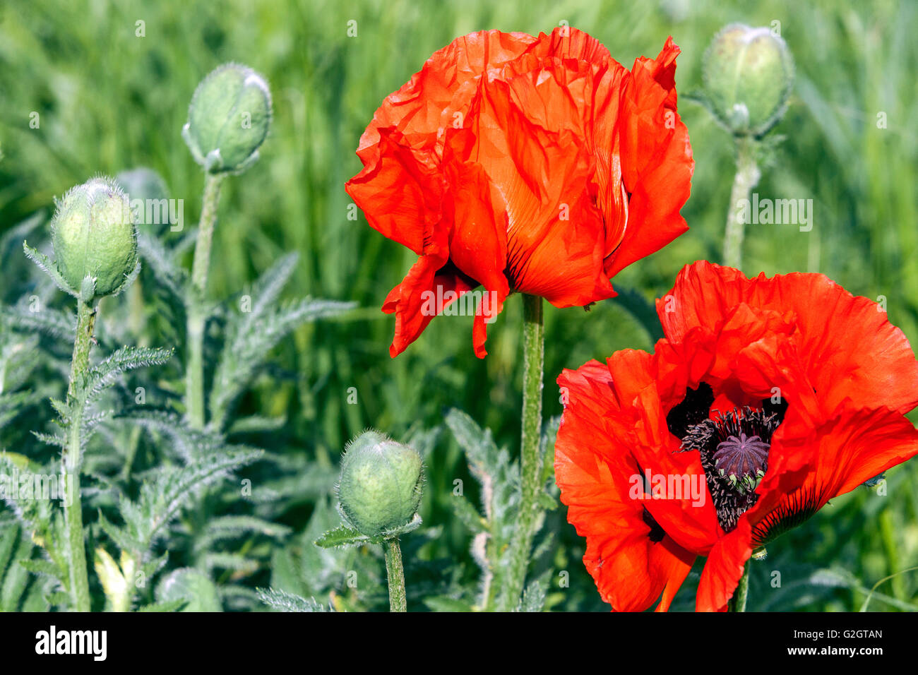 Red oriental poppy flowers hi-res stock photography and images - Alamy
