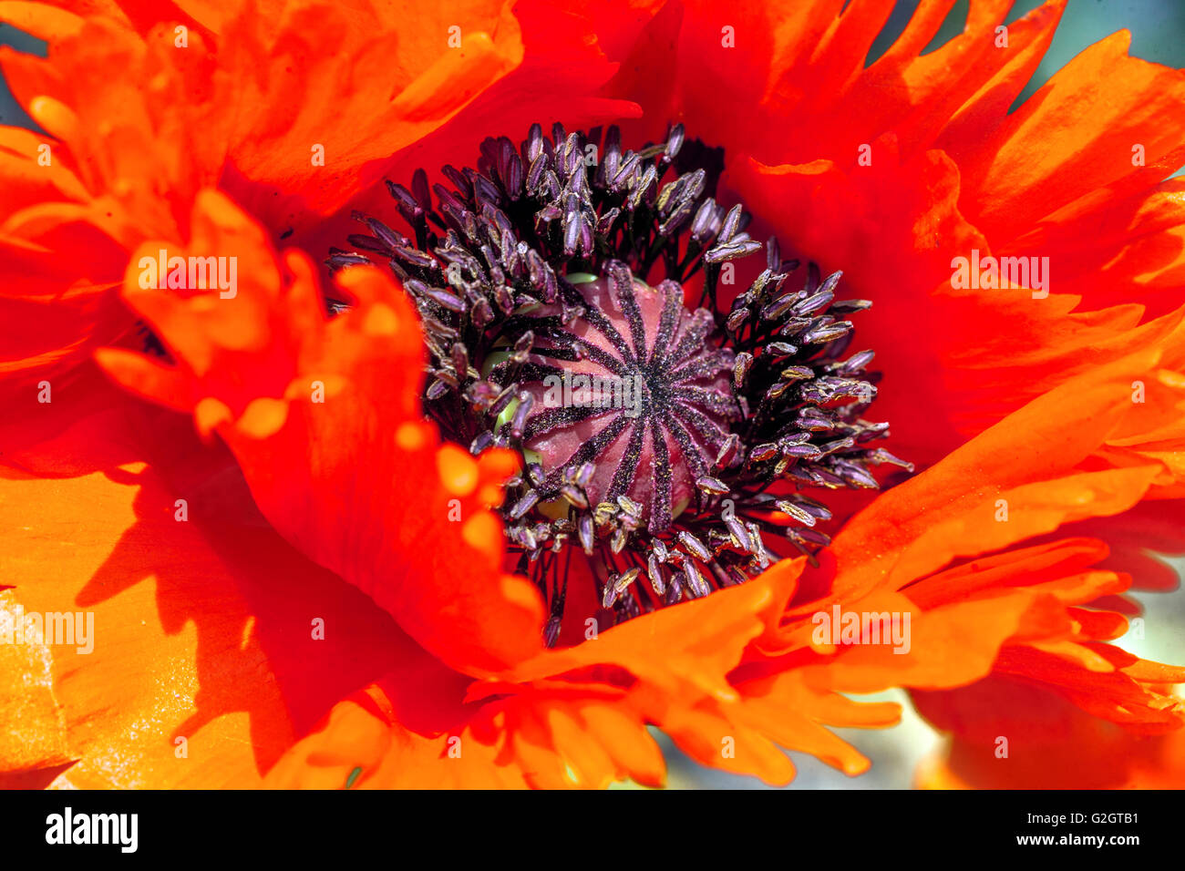 Oriental Poppy, Papaver orientale, Red poppies close up Stock Photo - Alamy