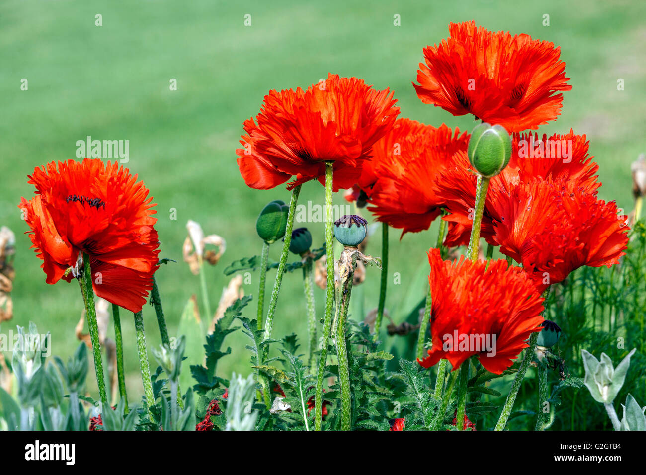 Oriental Poppy, Papaver orientale, Oriental poppies red flowers garden ...