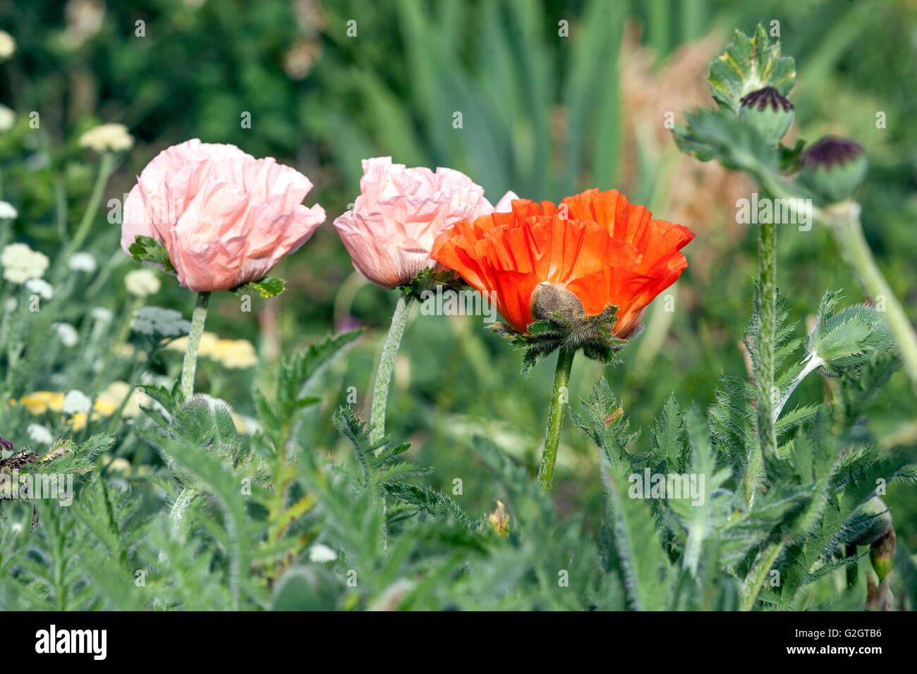 Oriental Poppy, Papaver orientale, Oriental poppies Stock Photo - Alamy
