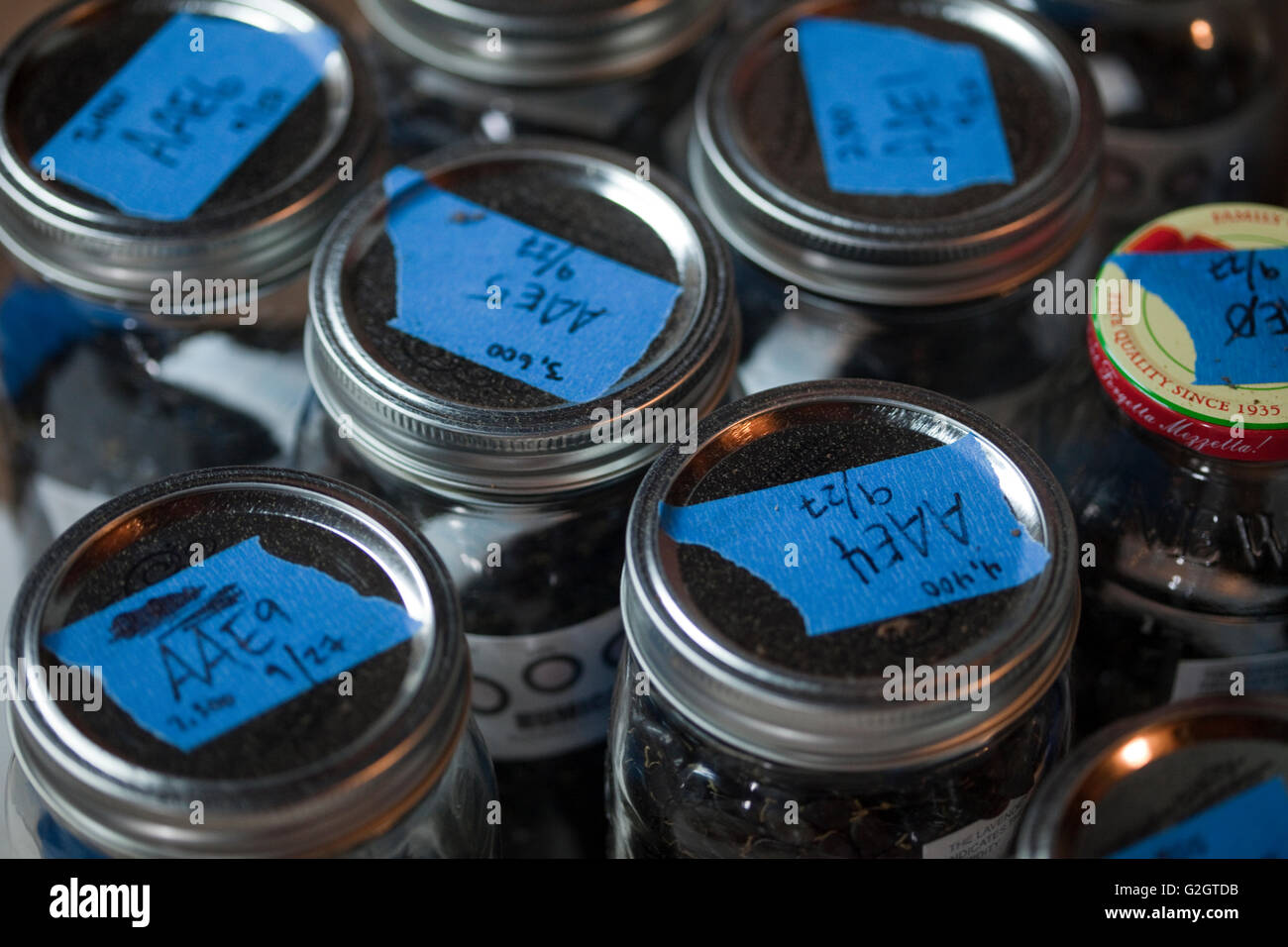 Seed collection, Hawaiian Legacy Hardwood, Kukaiau Ranch, Mauna Kea ...