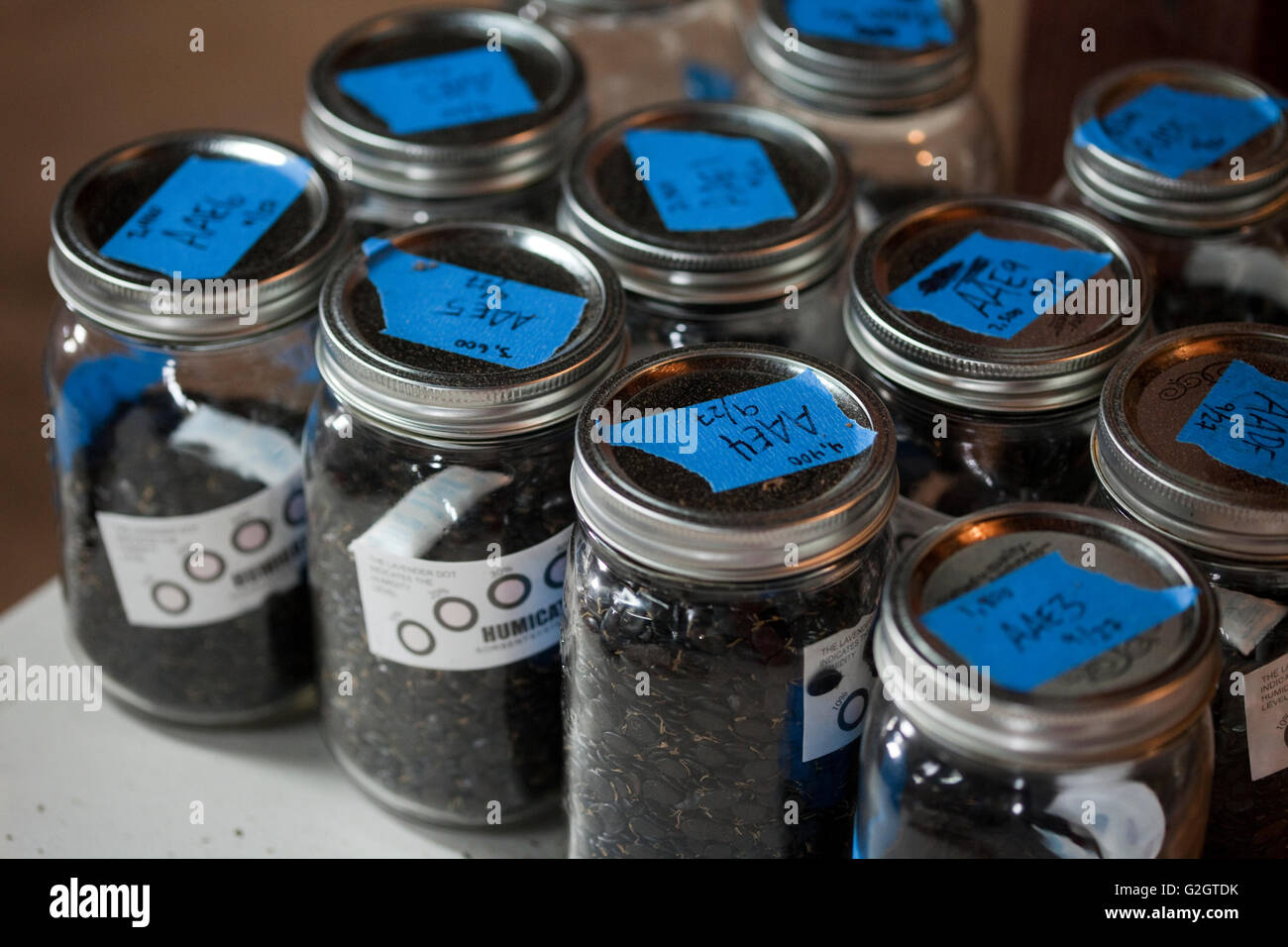 Seed collection, Hawaiian Legacy Hardwood, Kukaiau Ranch, Mauna Kea ...