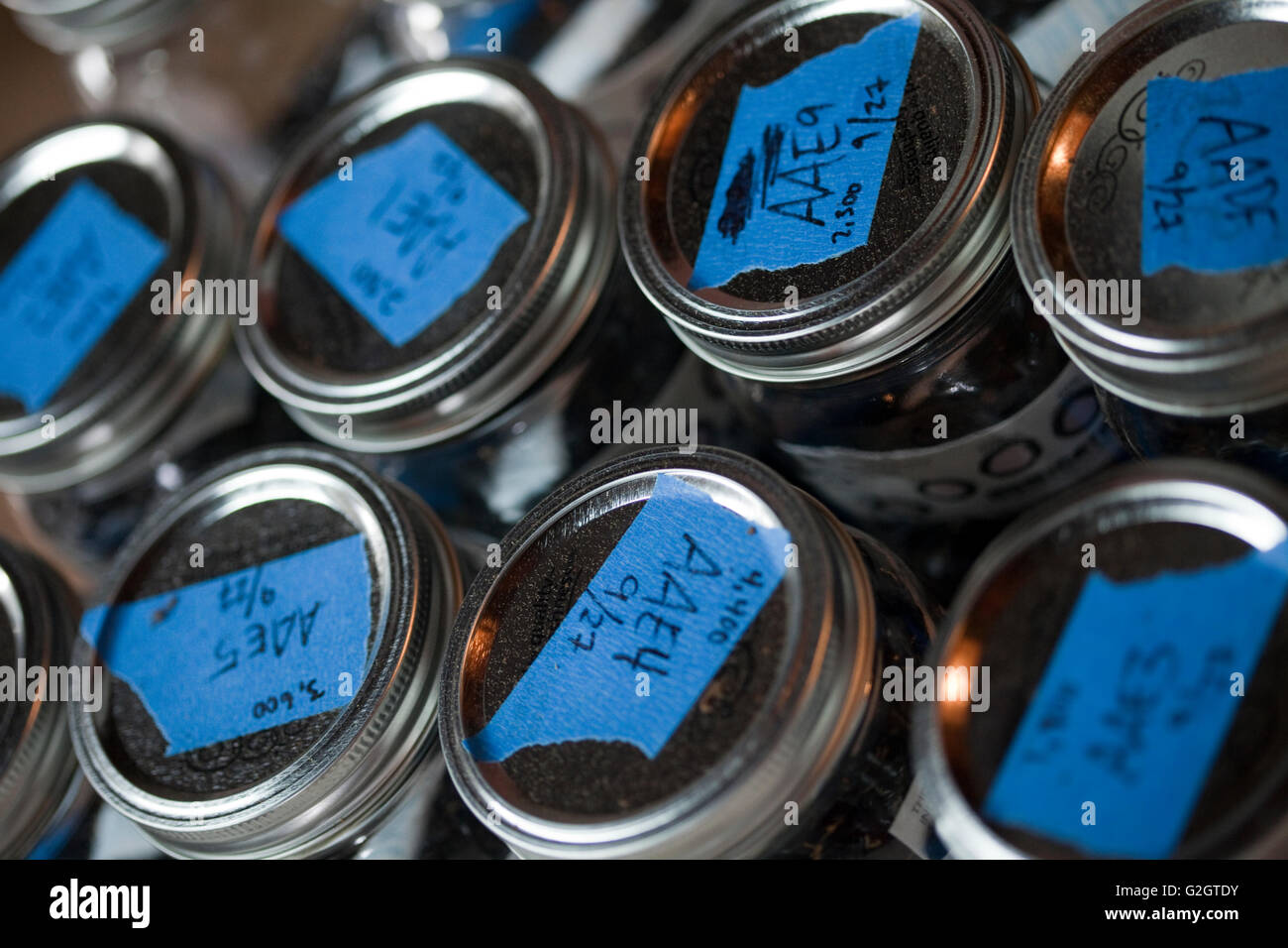 Seed collection, Hawaiian Legacy Hardwood, Kukaiau Ranch, Mauna Kea ...