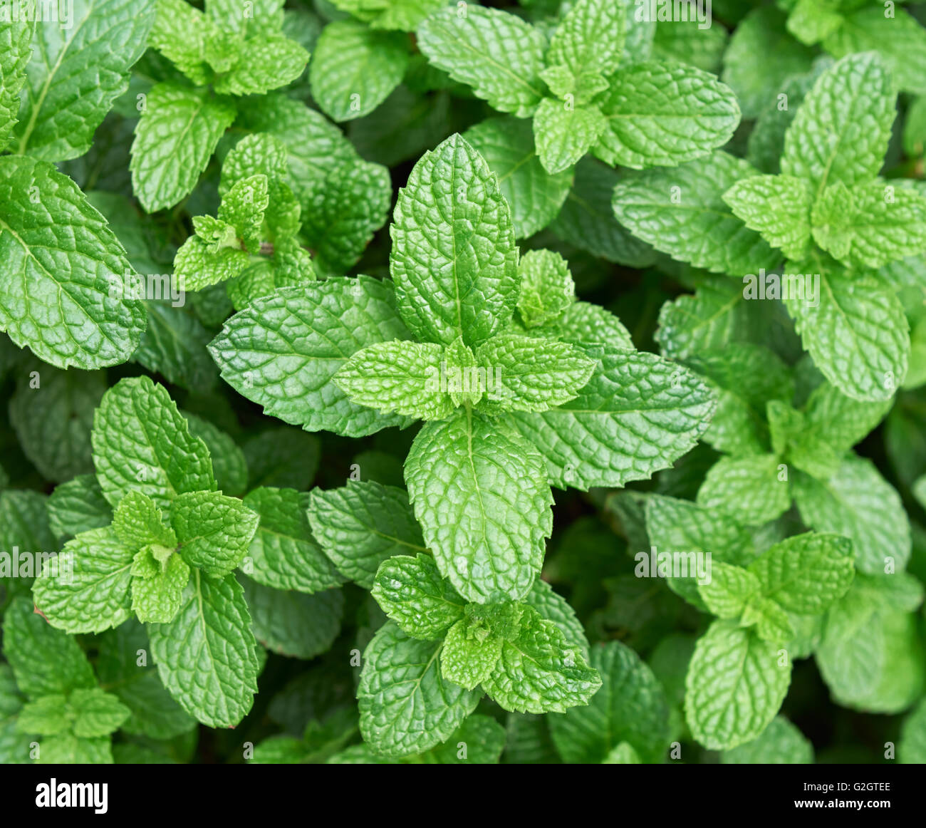 mint plants with leaves in the garden Stock Photo - Alamy