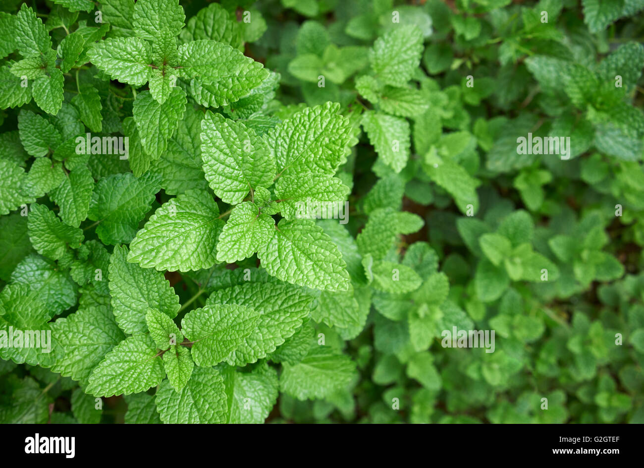 mint plants with leaves in the garden Stock Photo - Alamy