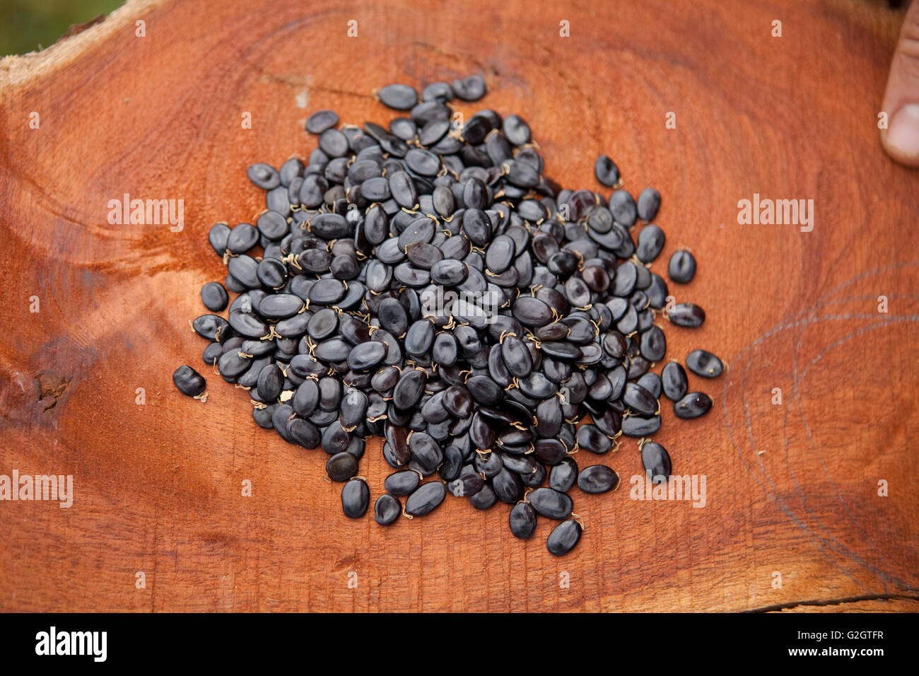 Seed collection hi-res stock photography and images - Alamy