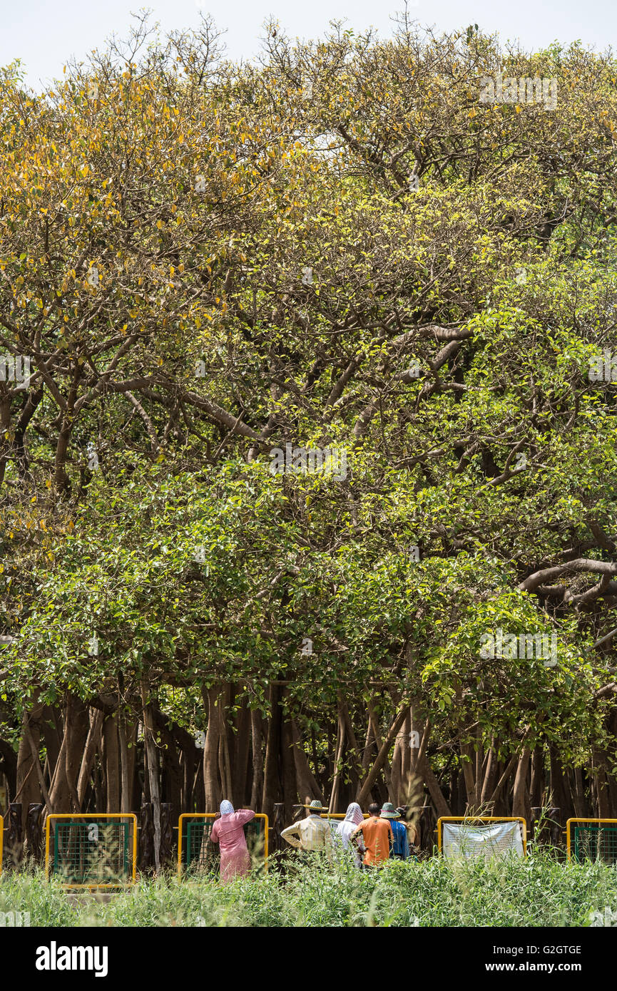 Ficus benghalensis, Indian banyan, Moraceae, Indian Subcontinent, Asia ...