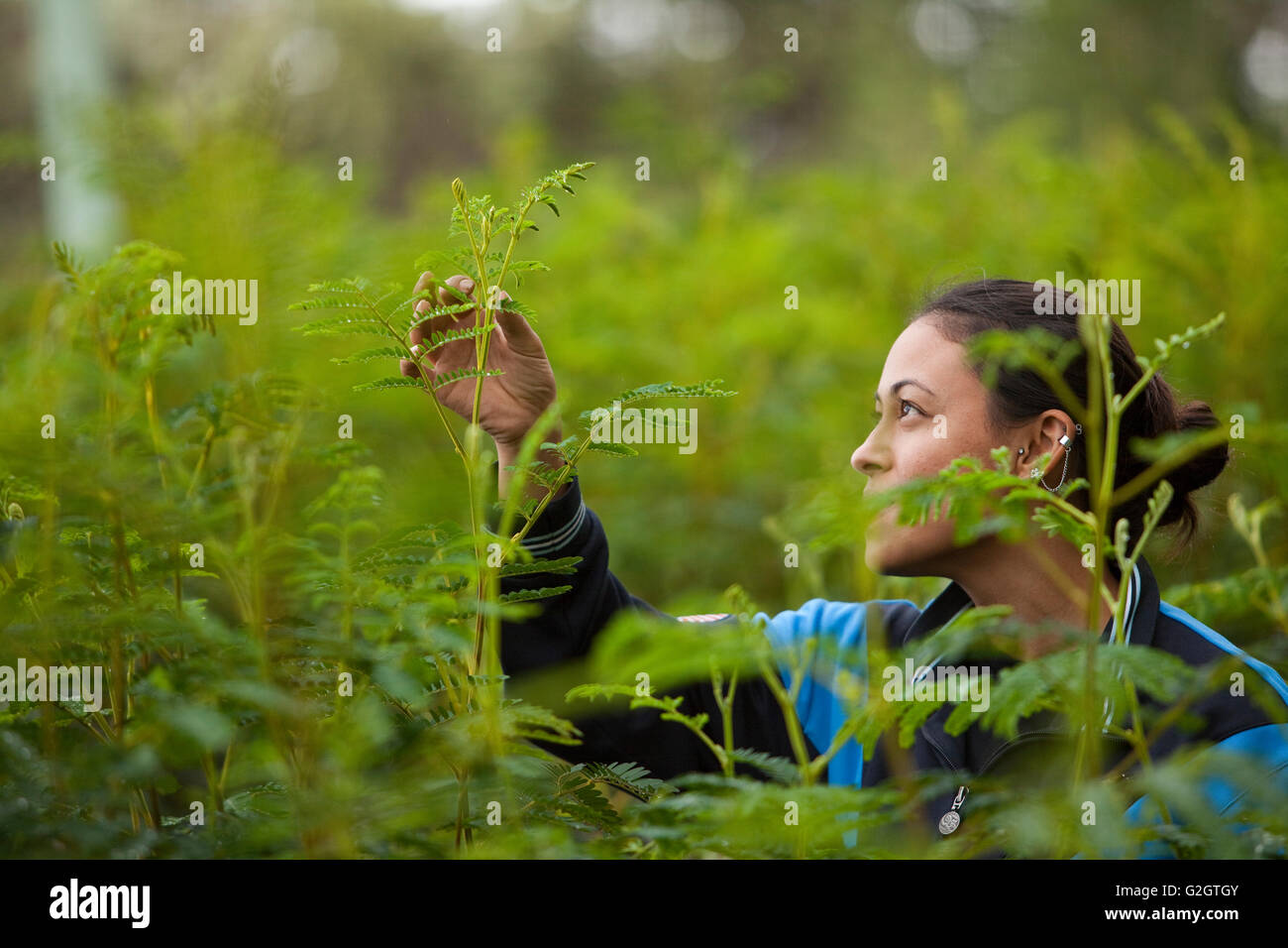 Seedlings in greenhouse. Hawaiian Legacy Hardwood, Kukaiau Ranch, Mauna ...