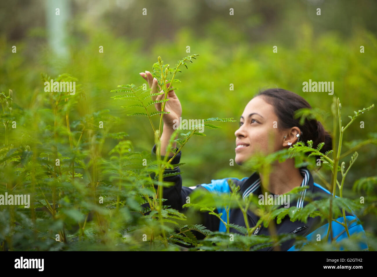 Seedlings in greenhouse. Hawaiian Legacy Hardwood, Kukaiau Ranch, Mauna ...