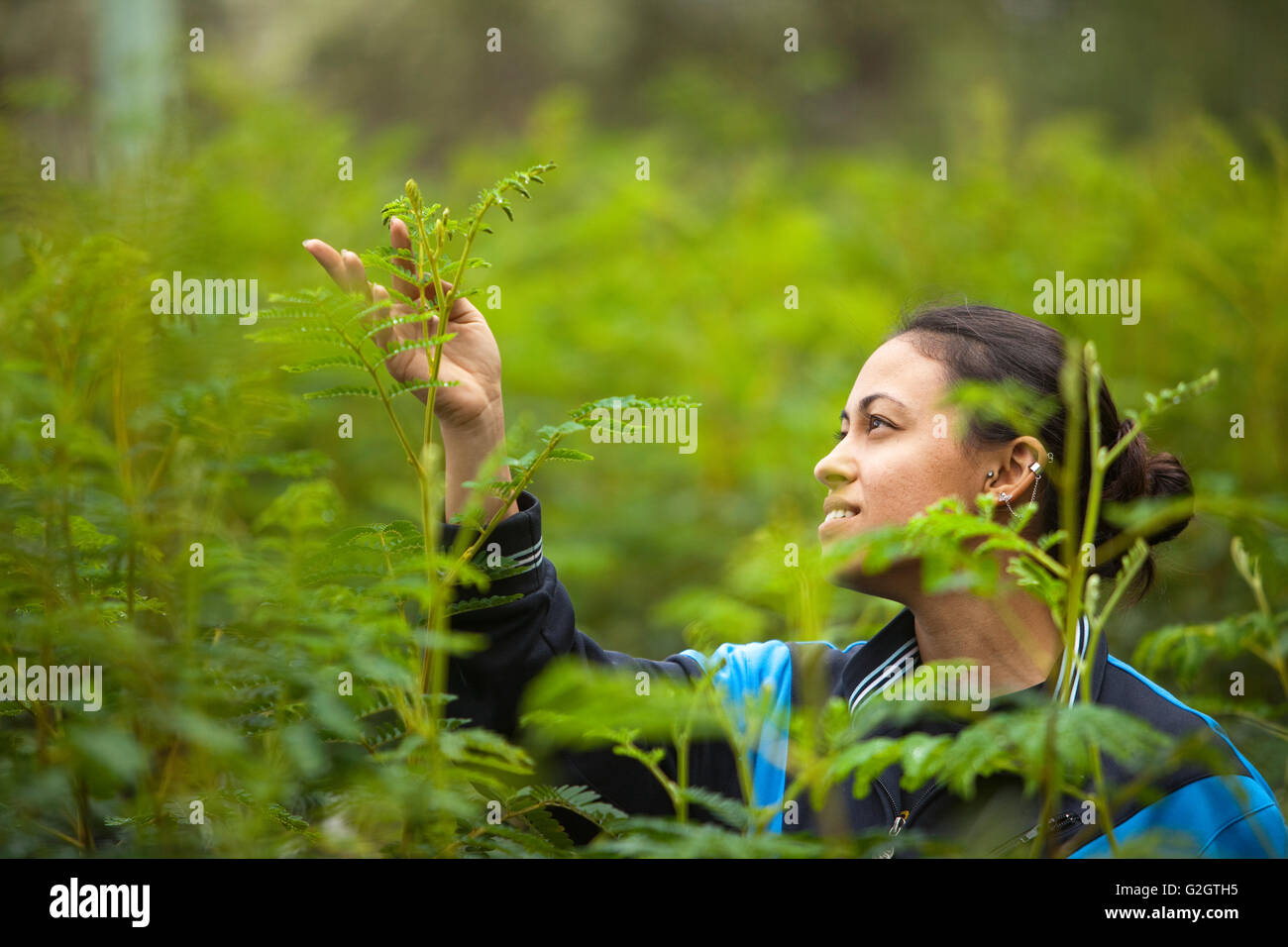 Seedlings in greenhouse. Hawaiian Legacy Hardwood, Kukaiau Ranch, Mauna ...