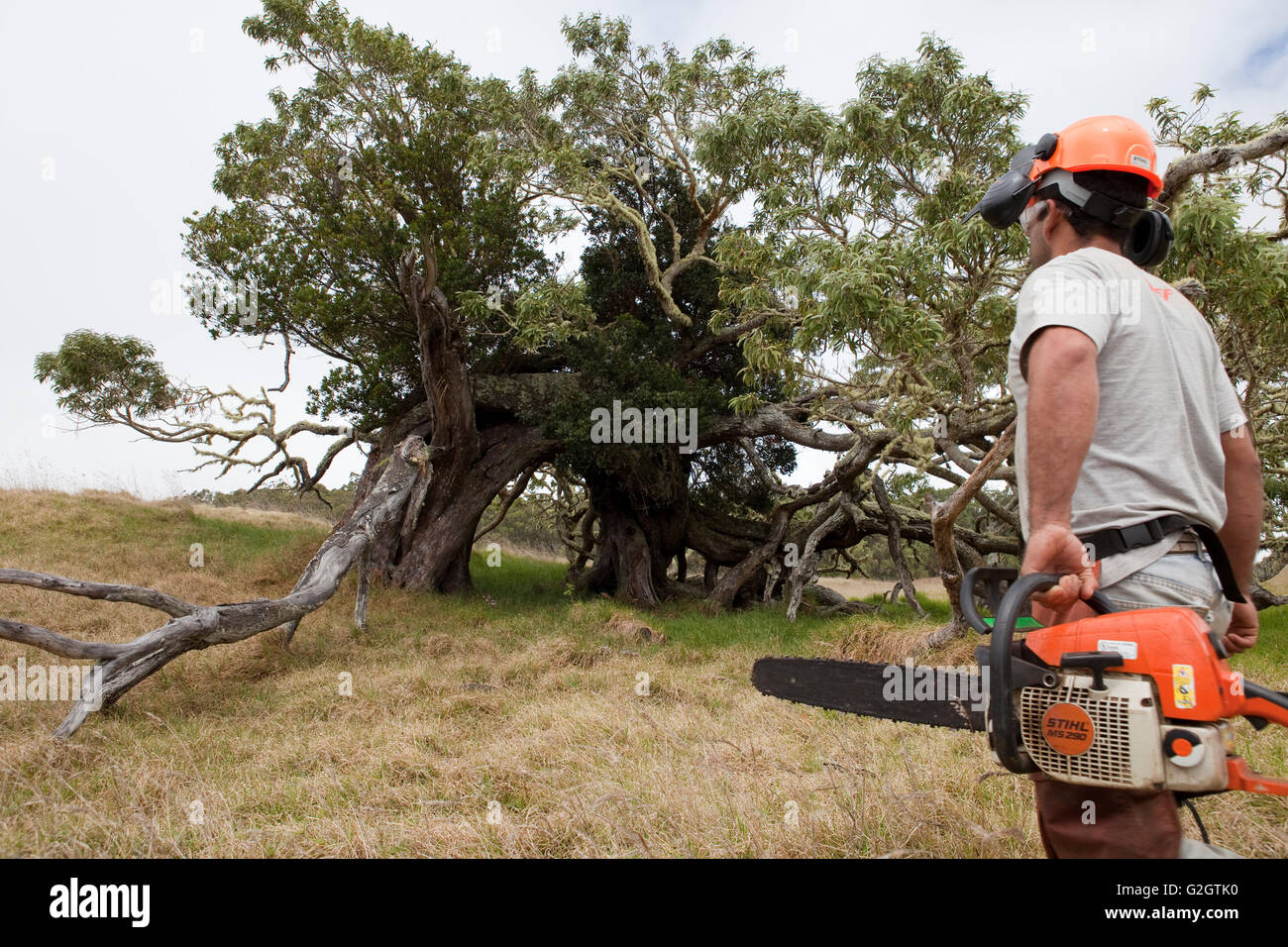 Workers remove and treat Faya bush on Koa tree, Hawaiian Stock Photo ...