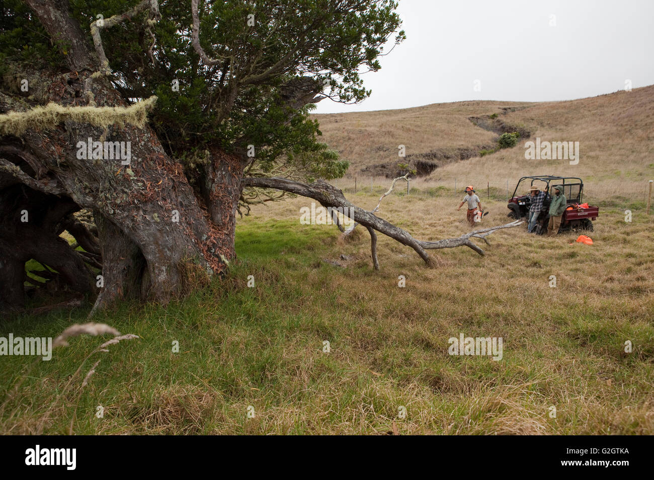 Workers remove and treat Faya bush on Koa tree, Hawaiian Stock Photo ...