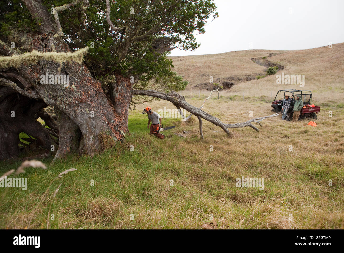 Koa tree sapling hi-res stock photography and images - Alamy