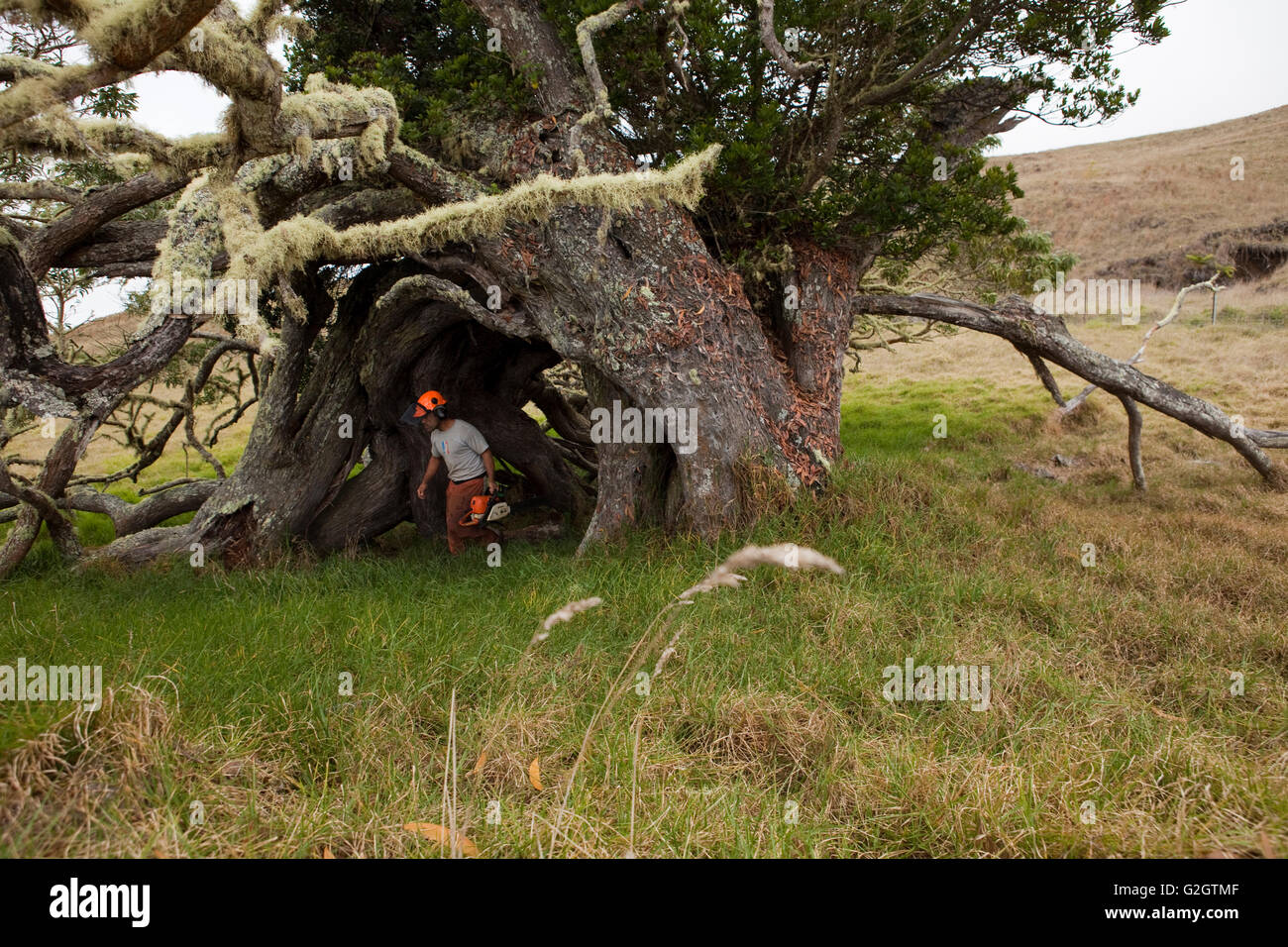 Workers remove and treat Faya bush on Koa tree, Hawaiian Stock Photo ...