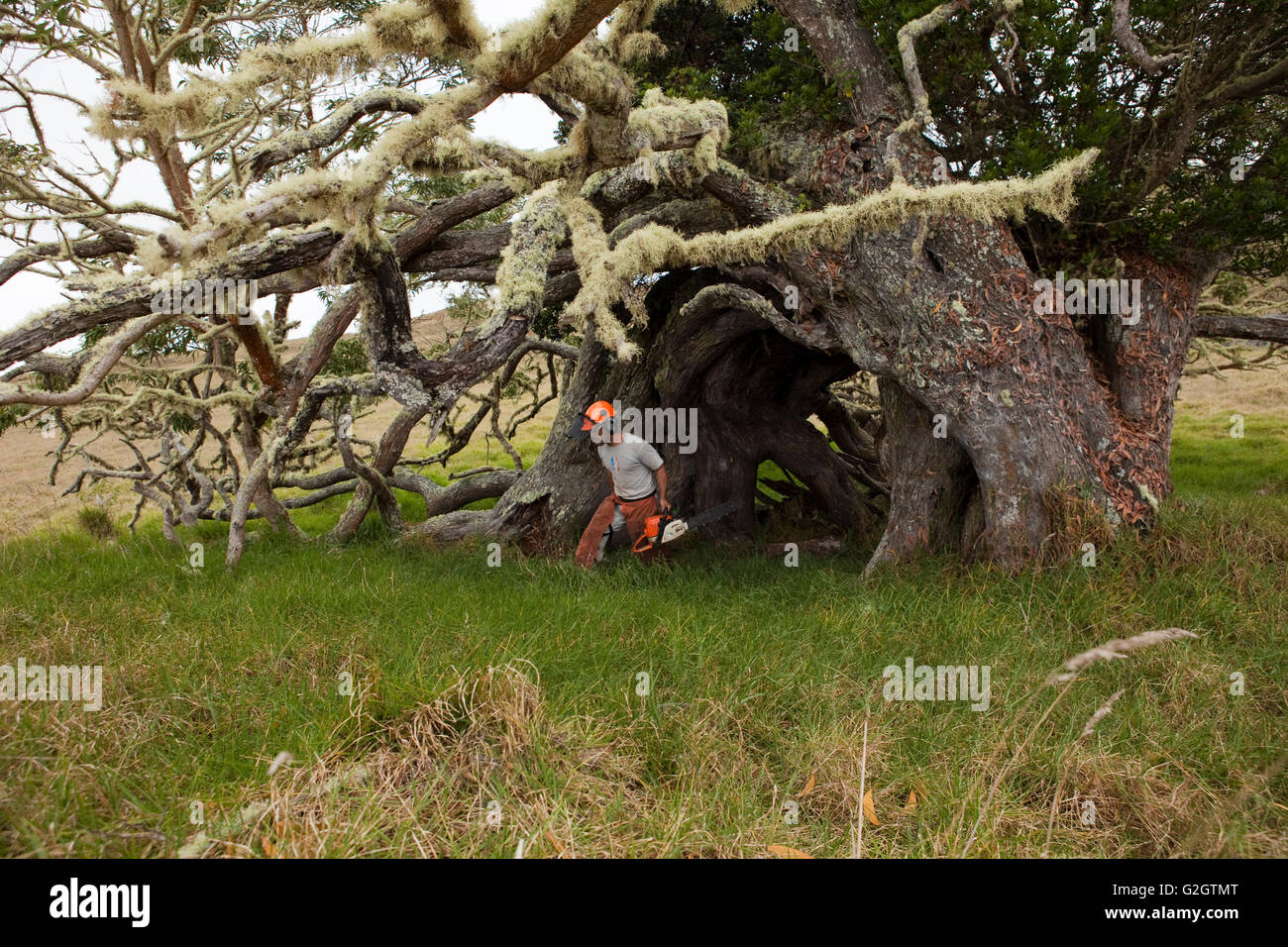 Hawaiian koa tree hi-res stock photography and images - Alamy