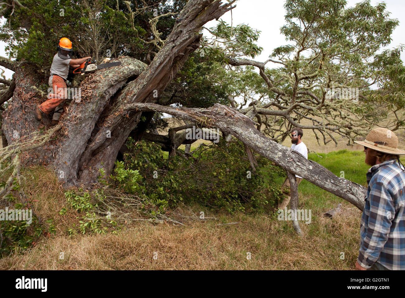 Workers remove and treat Faya bush on Koa tree, Hawaiian Stock Photo ...