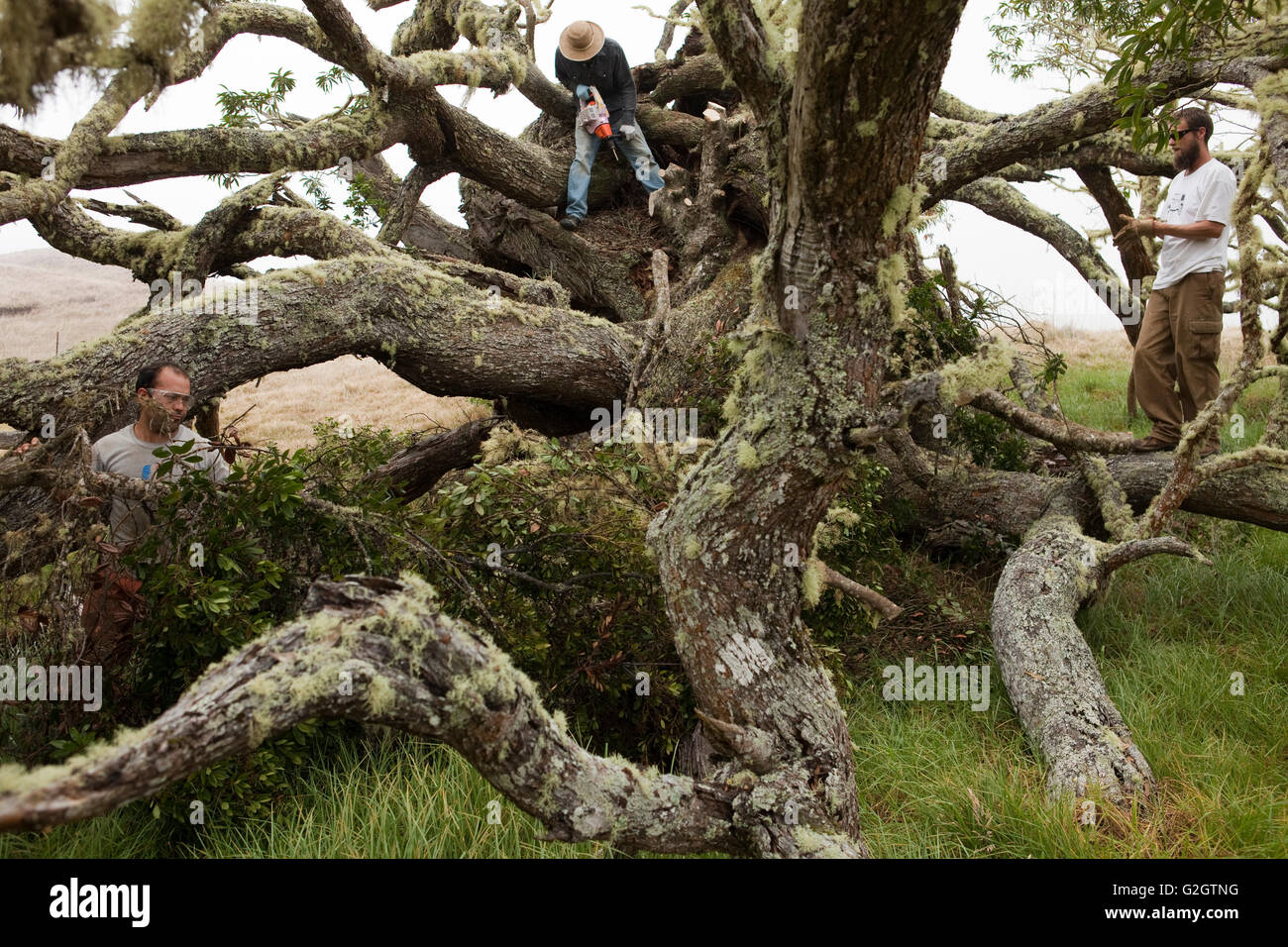 Hawaiian koa tree hi-res stock photography and images - Alamy