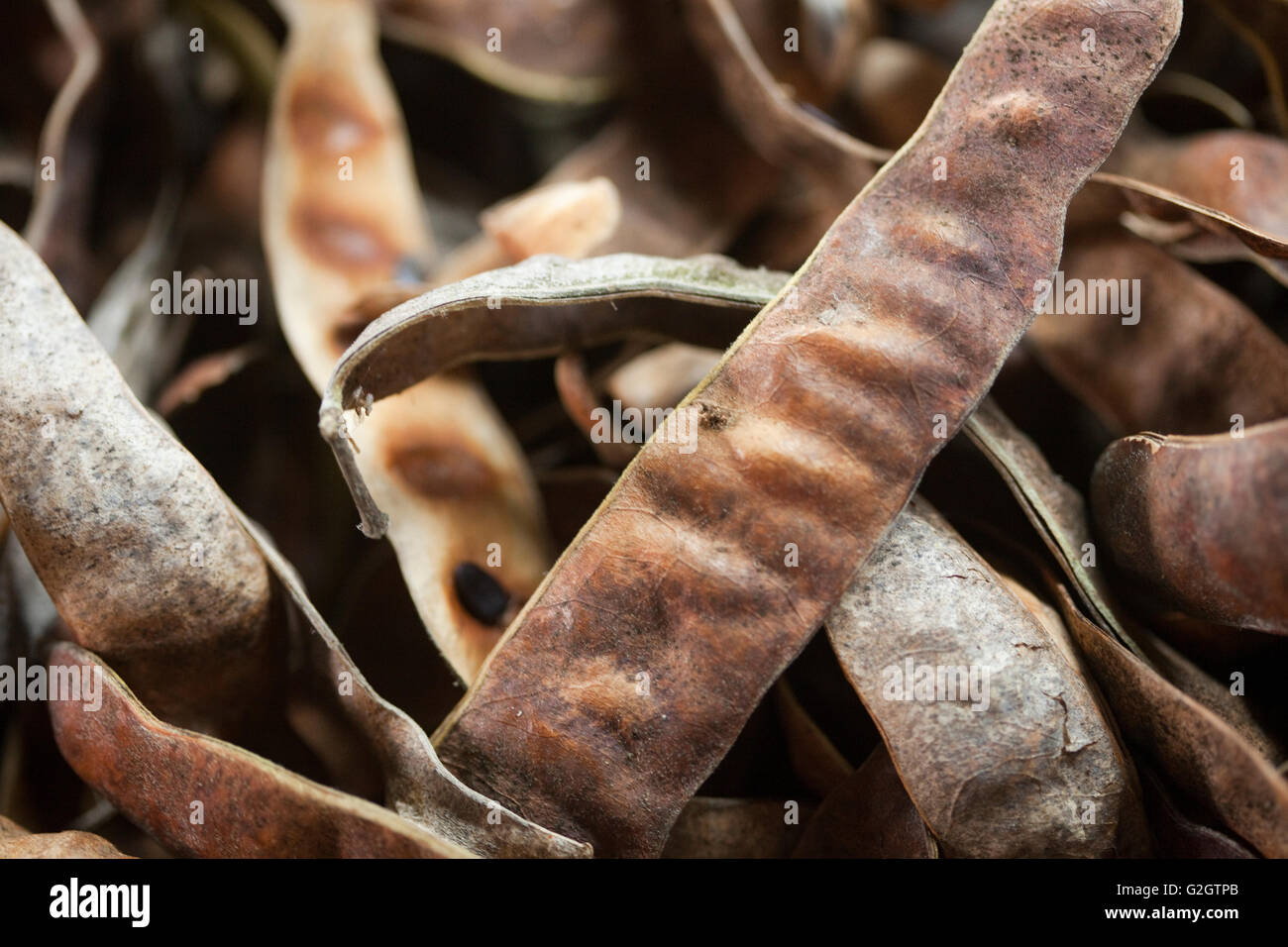 Seed collection, Hawaiian Legacy Hardwood, Kukaiau Ranch, Mauna Kea ...