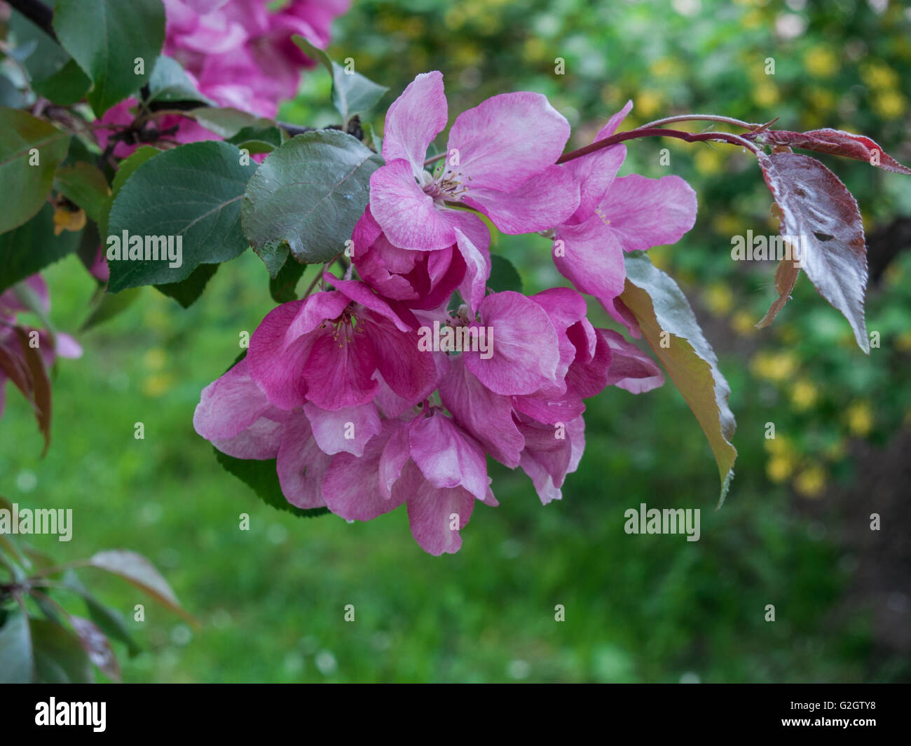 Blooming apple tree in a park in the Polish city of St. Petersburg in ...