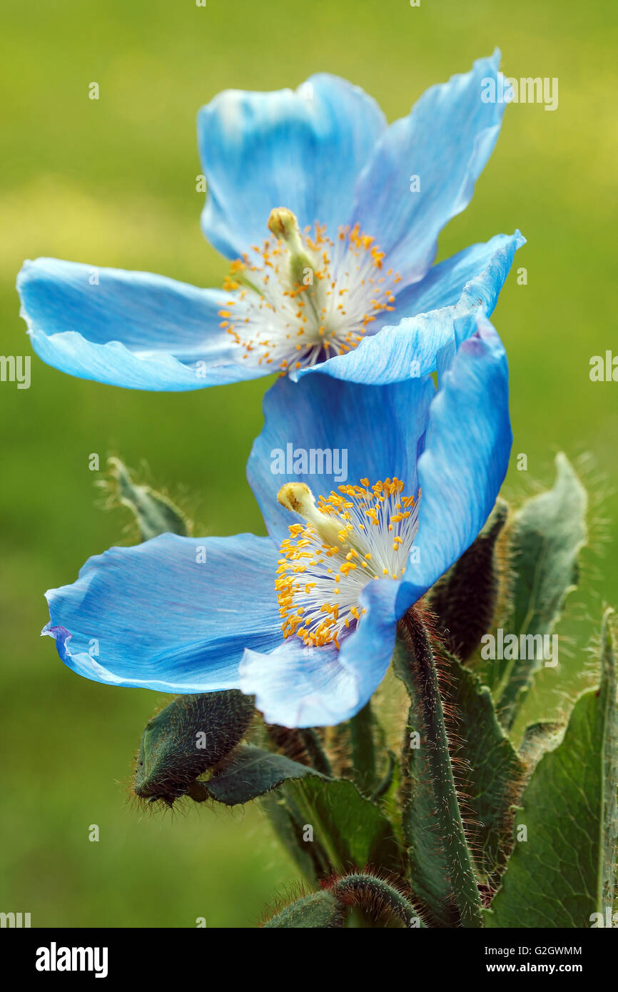 Meconopsis himalayan blue poppy hi-res stock photography and images - Alamy
