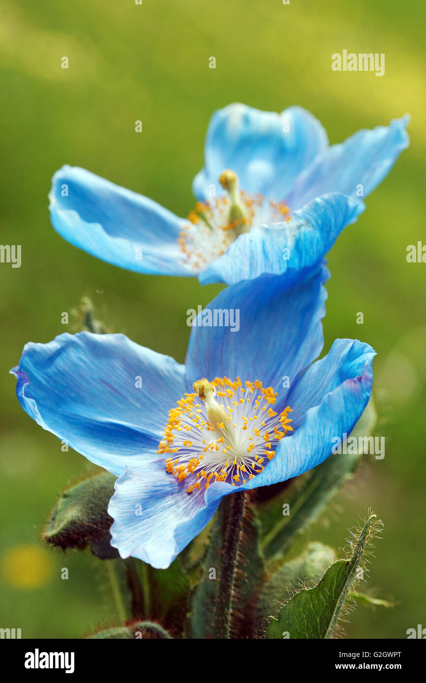 Himalayan blue poppy flower(Meconopsis), in natural garden Stock Photo ...