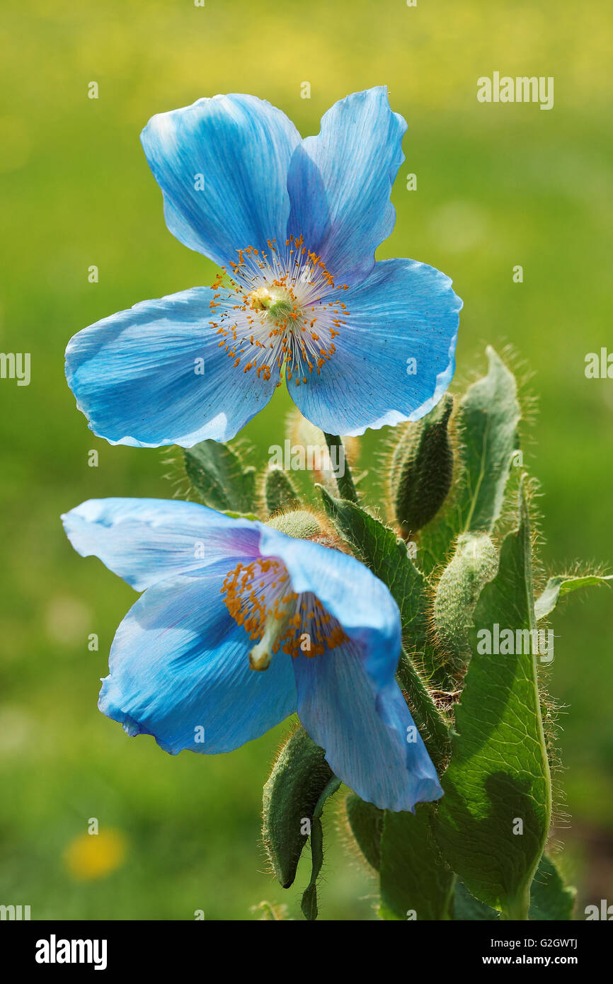 Himalayan blue poppy flower(Meconopsis), in natural garden Stock Photo ...