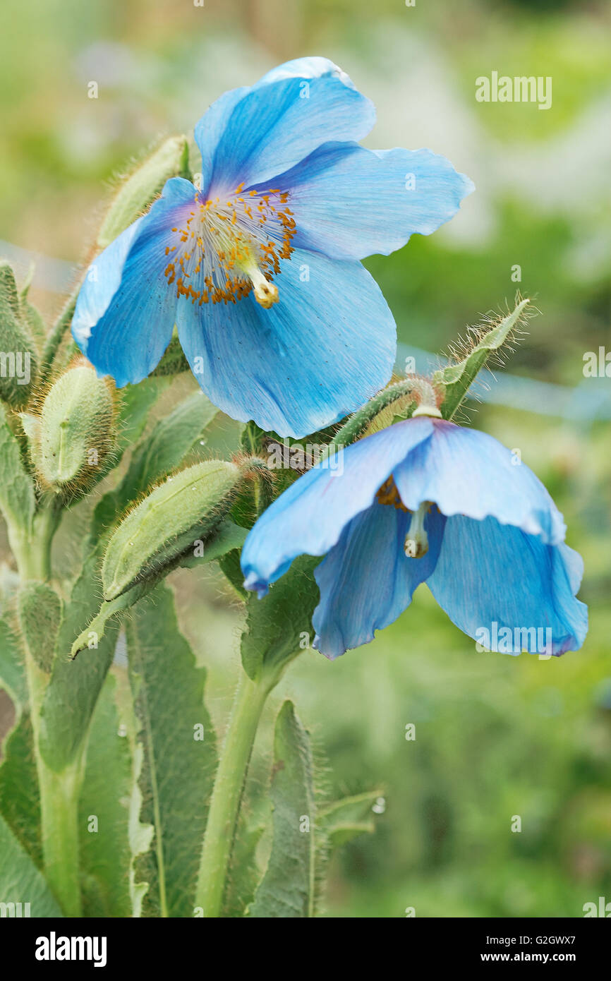 Himalayan blue poppy flower(Meconopsis), in natural garden Stock Photo ...