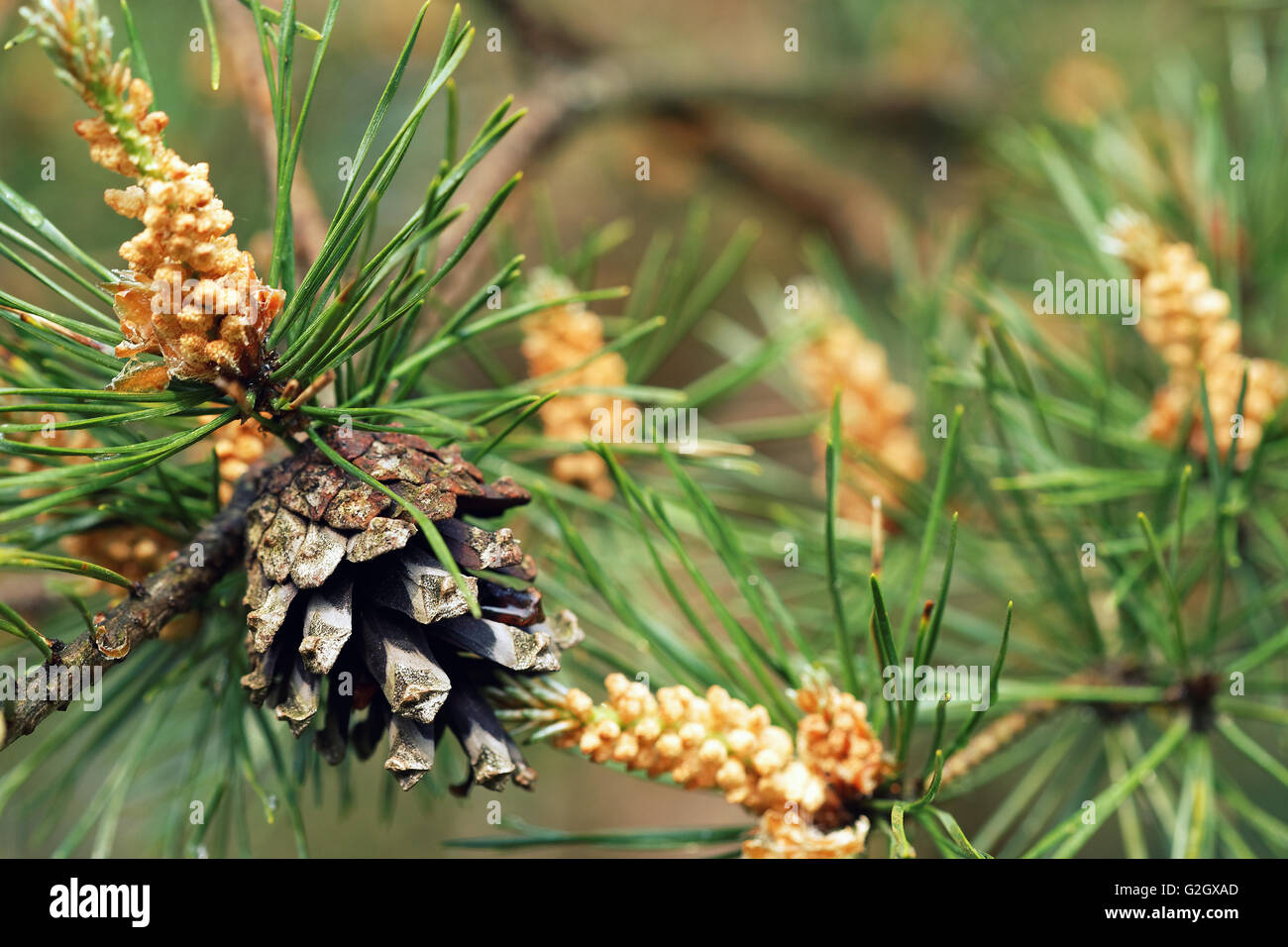 Green prickly branches of pine Stock Photo - Alamy