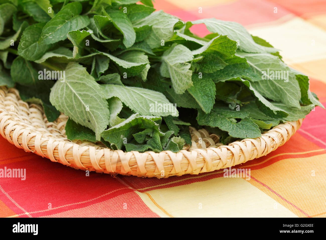 Fresh mint bunch on a table Stock Photo - Alamy