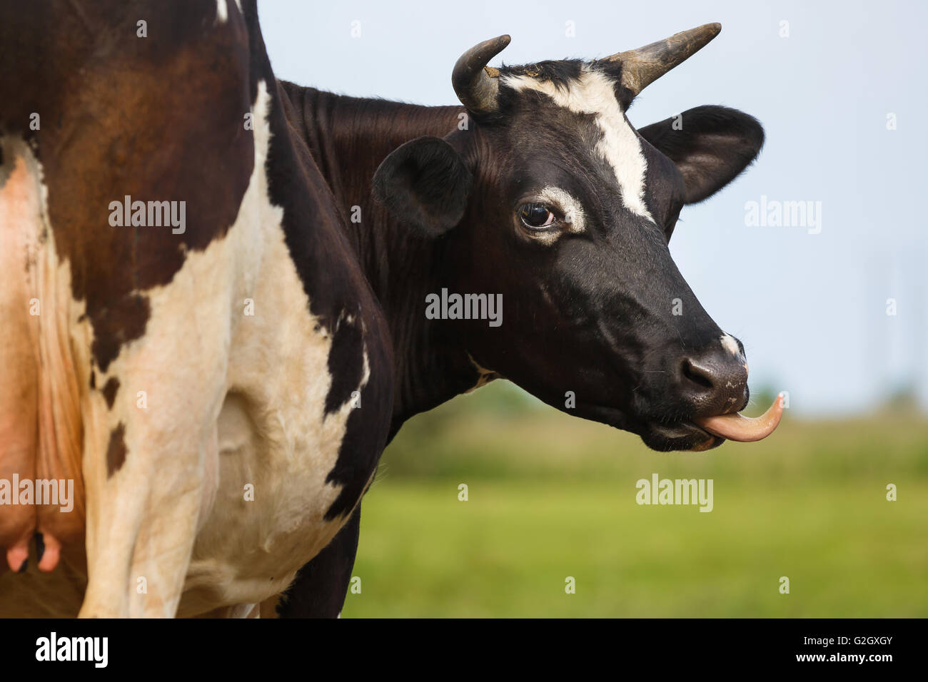 The cow stuck out her tongue on the meadow, summer time Stock Photo - Alamy