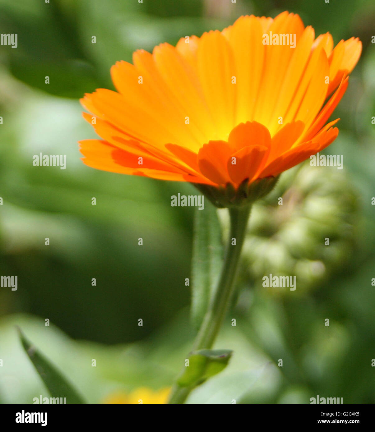 Blummen hi-res stock photography and images - Alamy