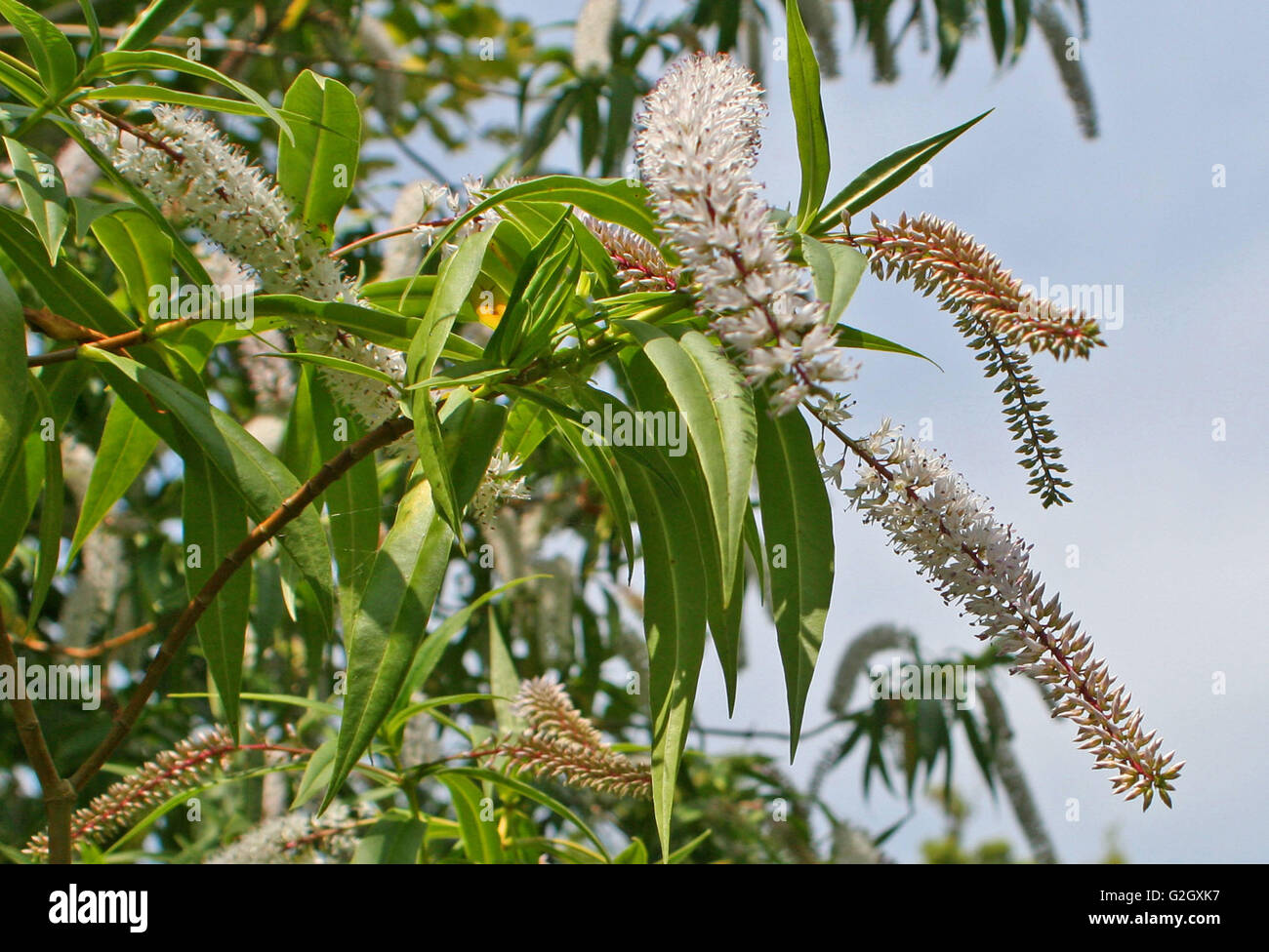 Photograph of catkins hi-res stock photography and images - Alamy