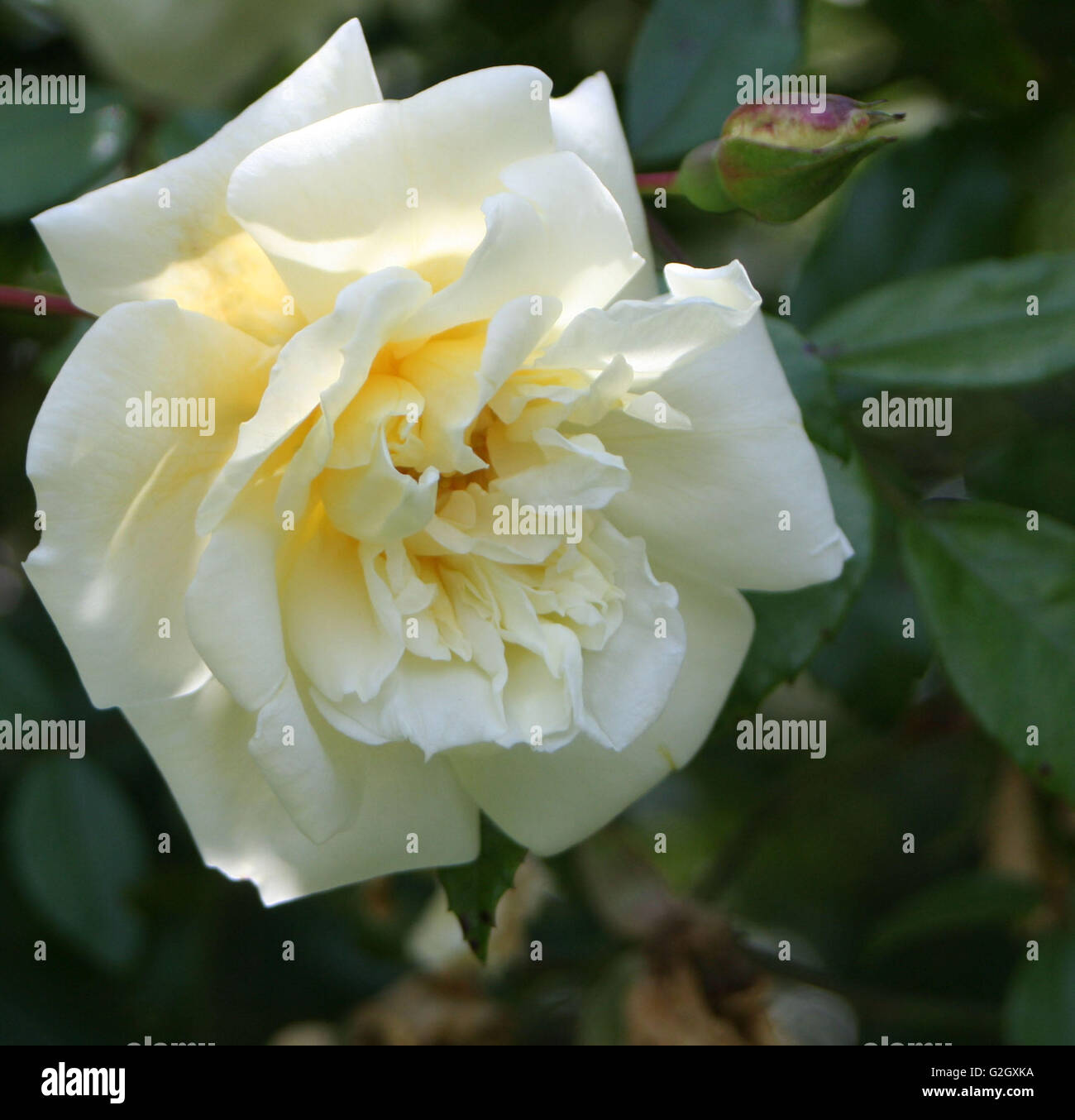 Yellow White Rose Stock Photo - Alamy