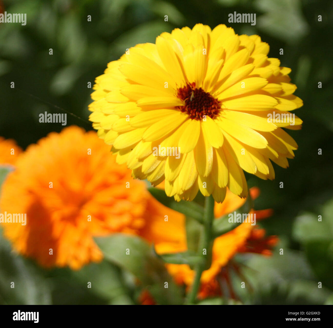 British Wild Flowers Stock Photo - Alamy