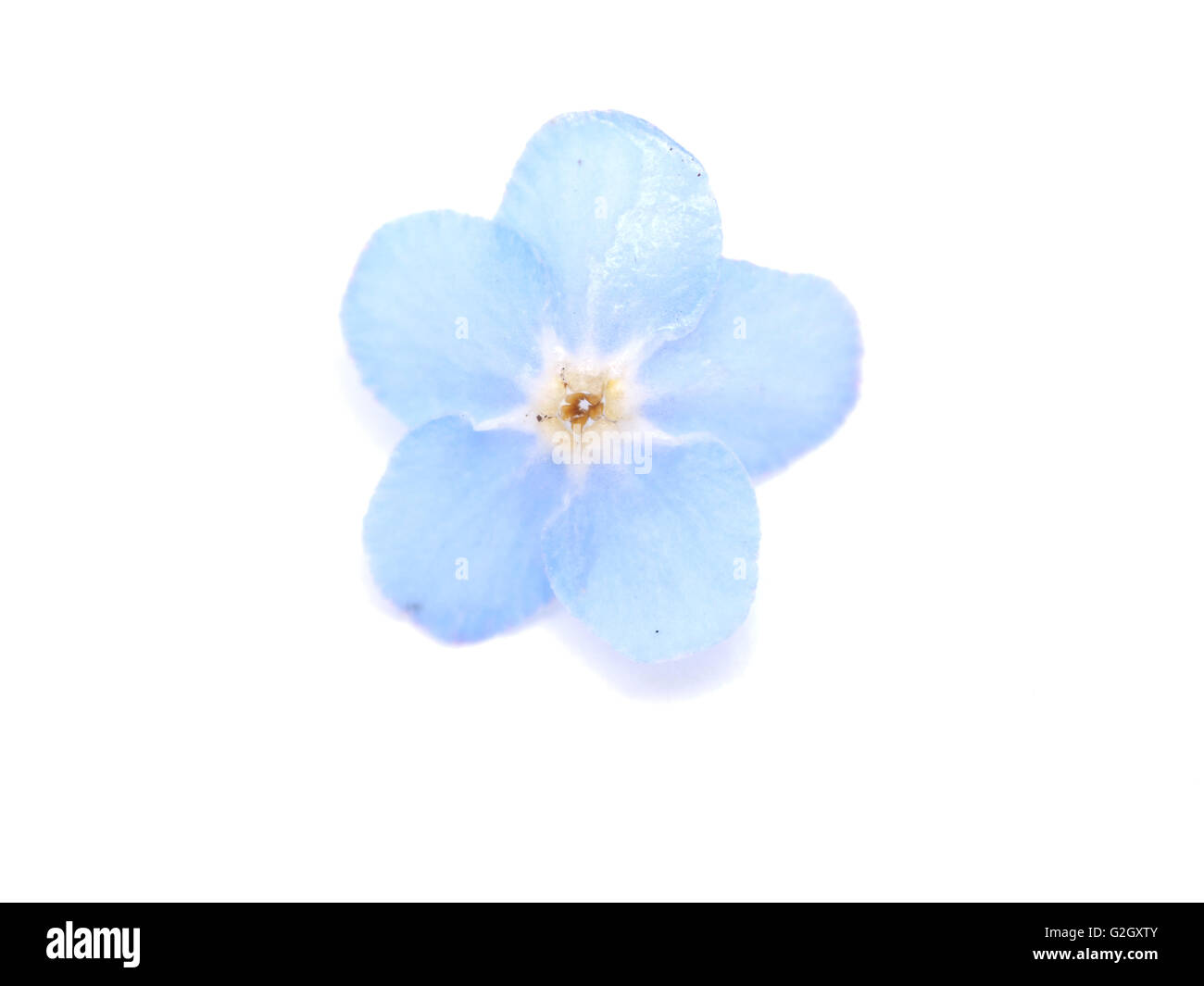 forget-me-nots flowers on a white background Stock Photo - Alamy