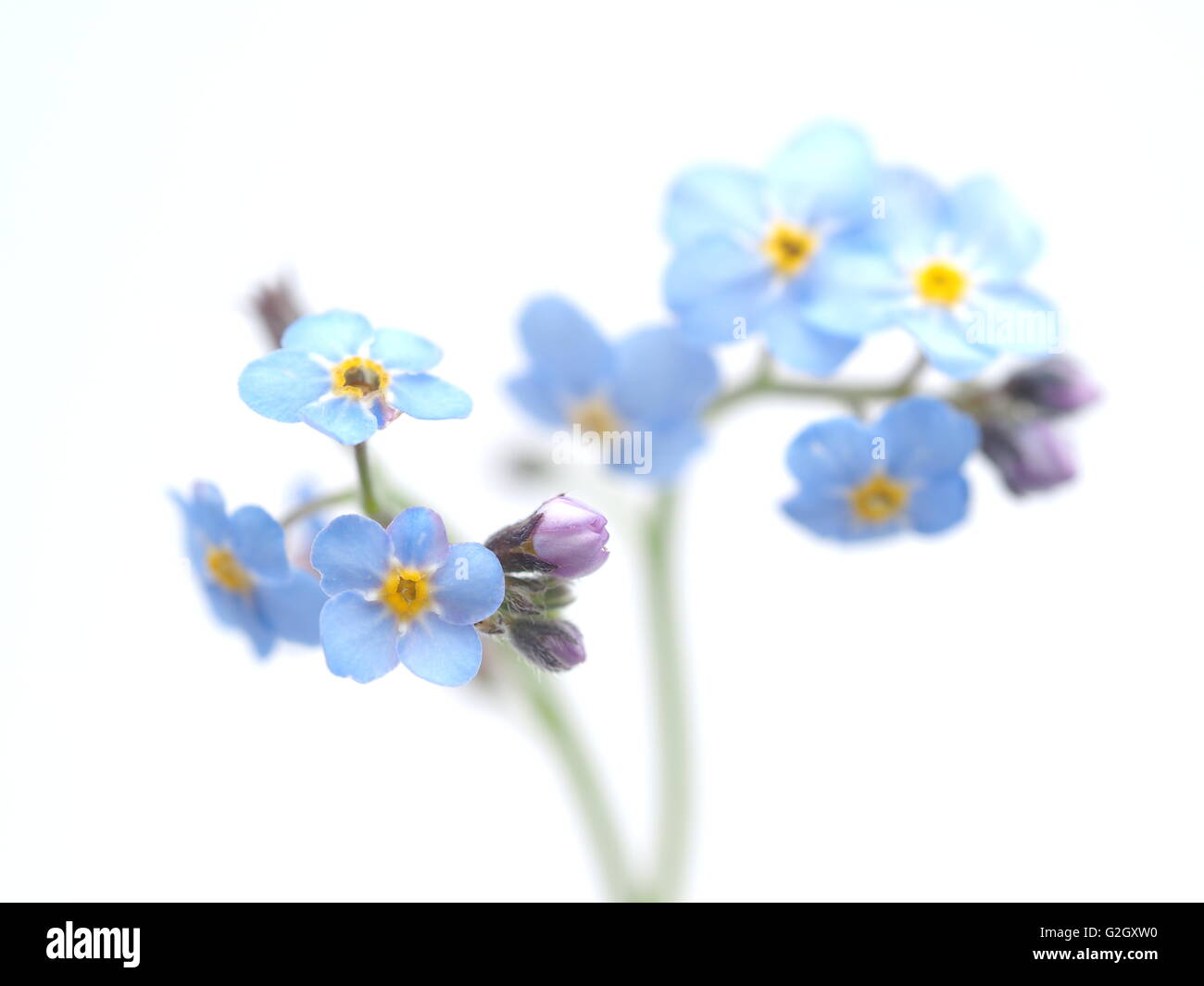 forget-me-nots flowers on a white background Stock Photo - Alamy