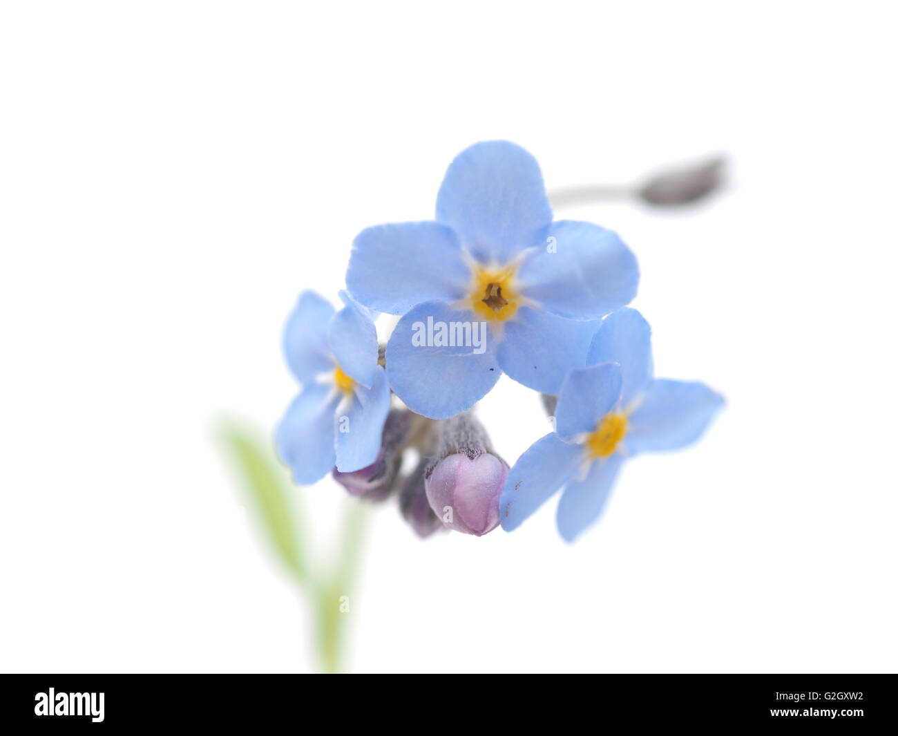 forget-me-nots flowers on a white background Stock Photo - Alamy