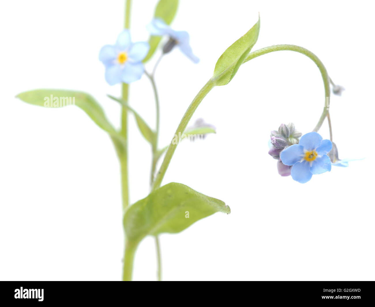 forget-me-nots flowers on a white background Stock Photo - Alamy