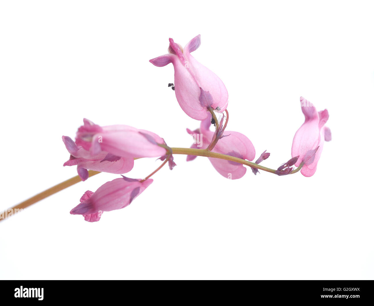 Dicentra spectabilis bleeding heart flowers Cut Out Stock Images ...