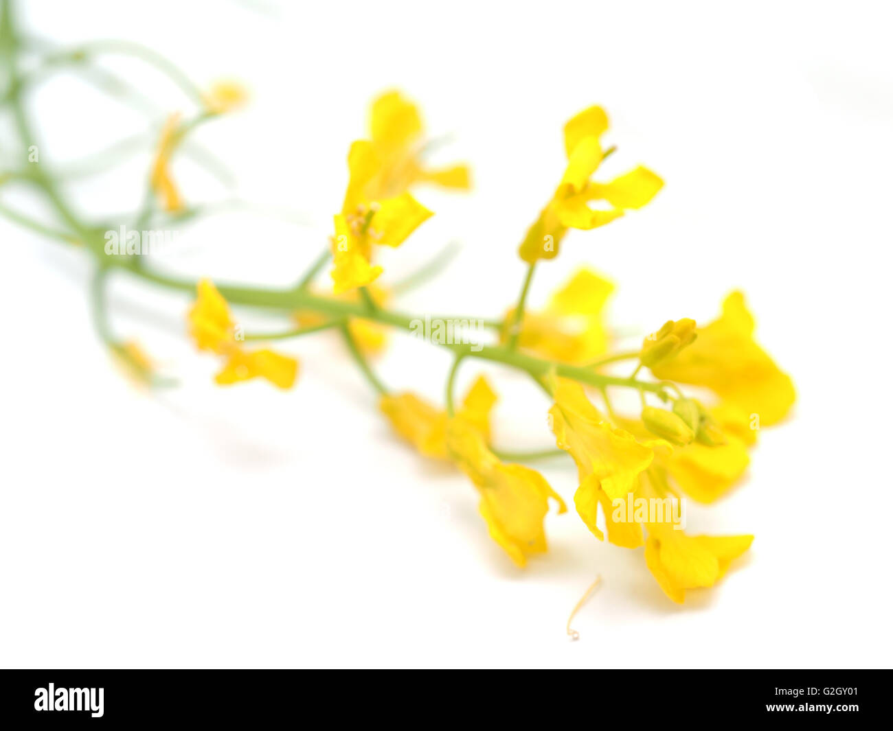 wild radish flower on a white background Stock Photo - Alamy