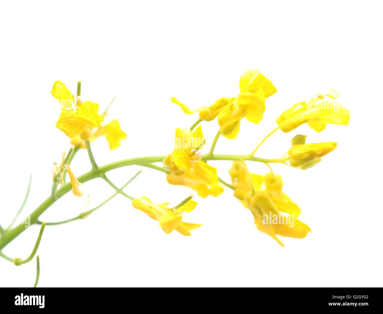 wild radish flower on a white background Stock Photo - Alamy
